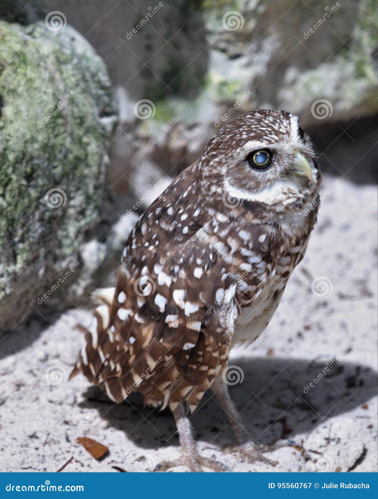 Small Burrowing Owl stock image. Image of feathers, athene - 95560767