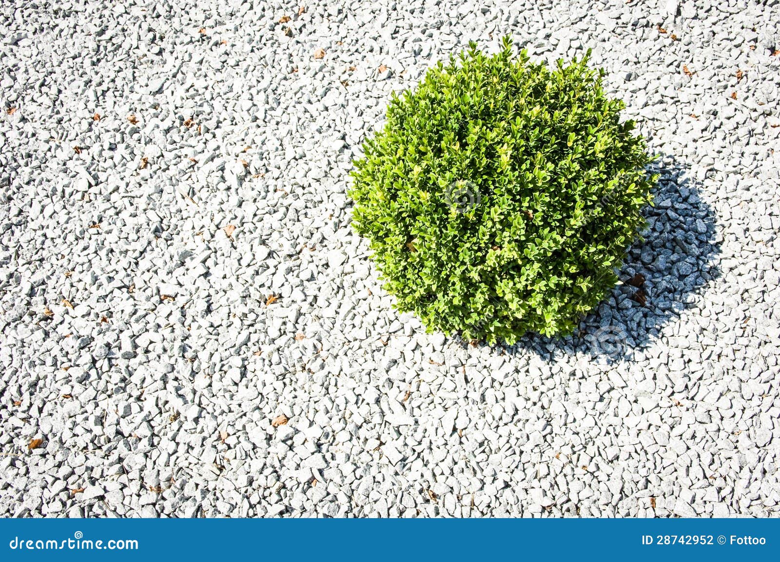 Small bush stock photo. Image of color, gardens, cultivated - 28742952