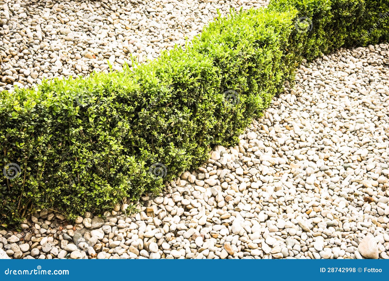 Small bush stock photo. Image of bushy, front, line, bush - 28742998