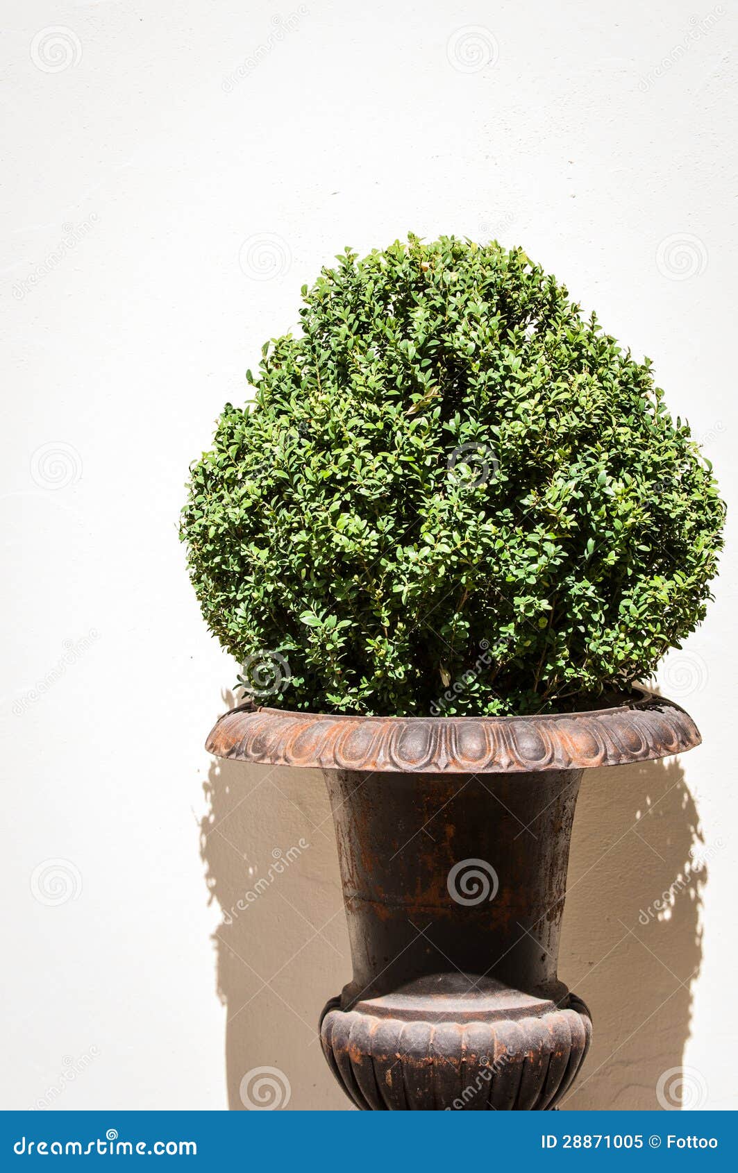 Small bush stock image. Image of luxury, elegance, gardens - 28871005