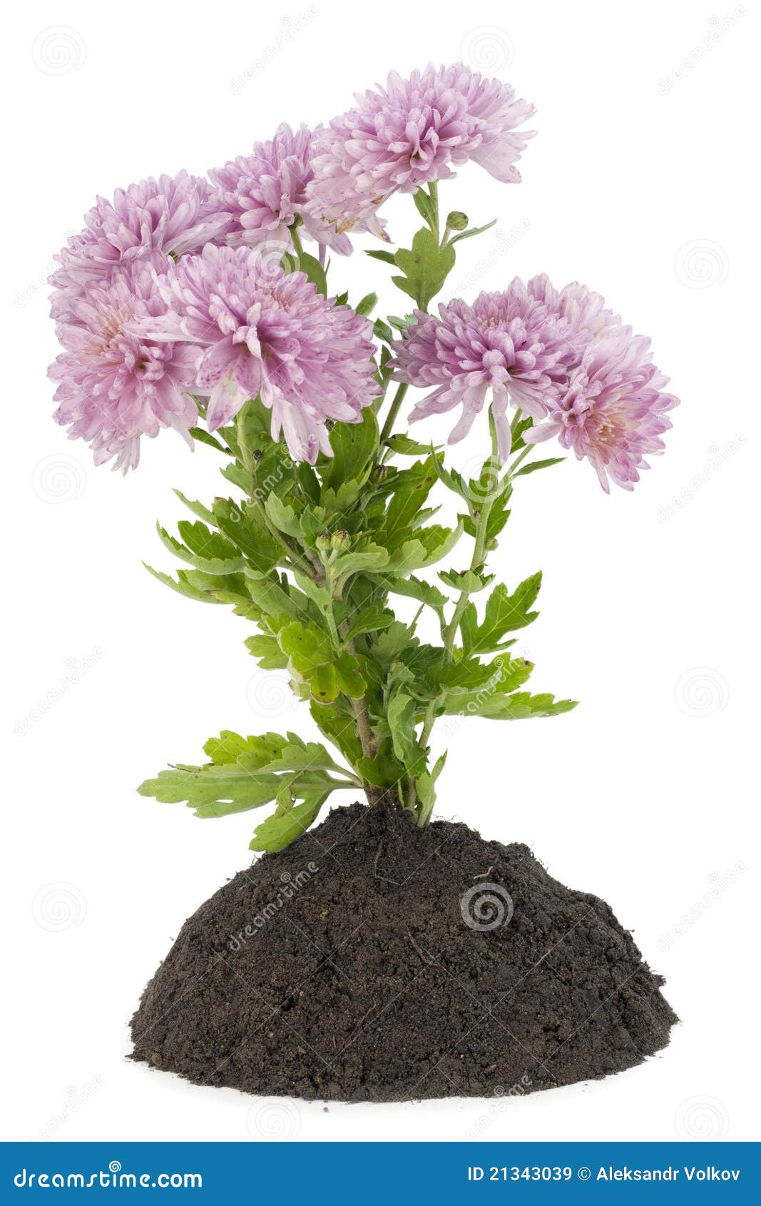 Small Bush of Autumn Pink Chrysanthemums Stock Image - Image of field ...
