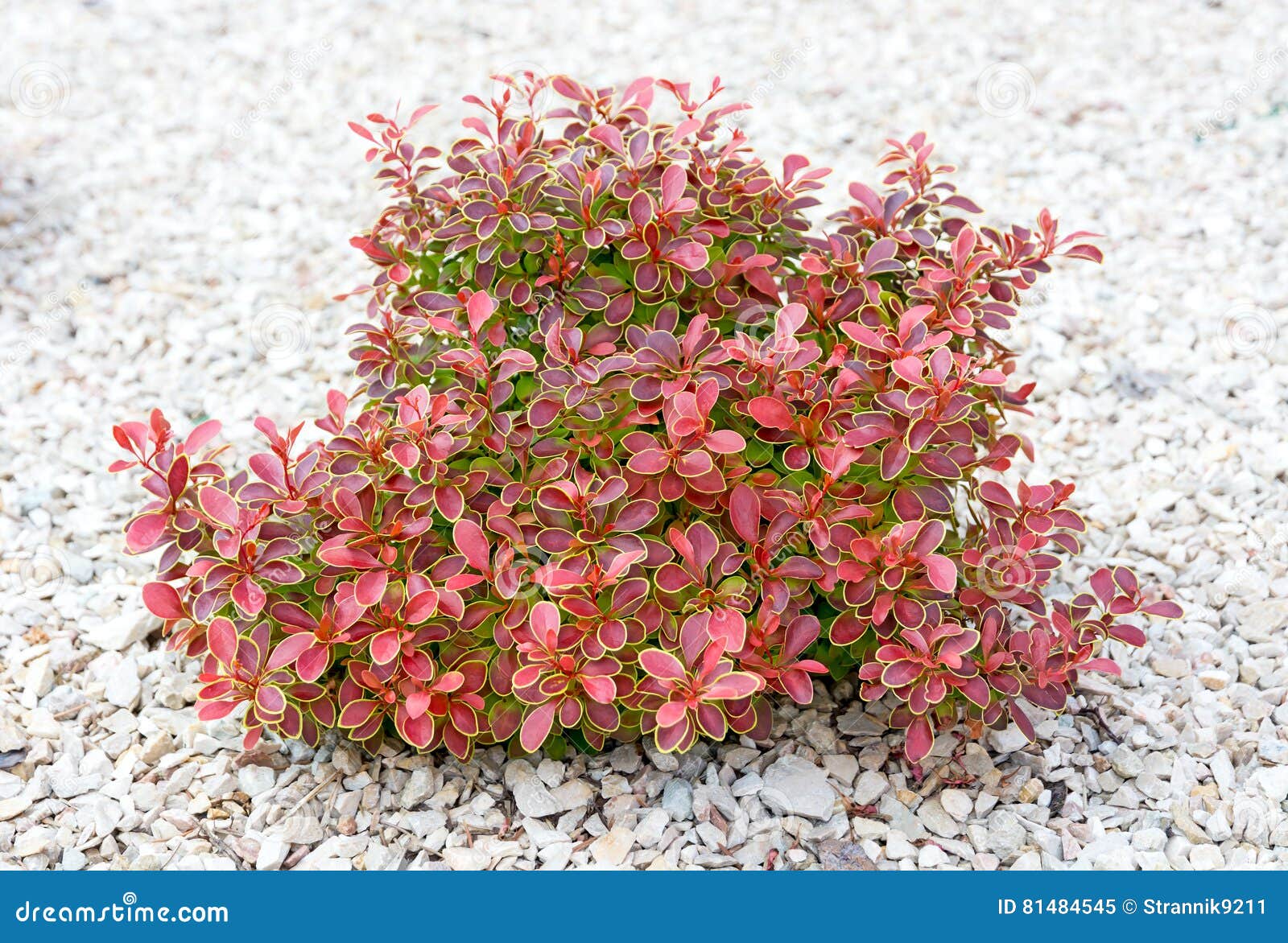 Small Bush with Green and Red Leaves. Stock Image - Image of background ...