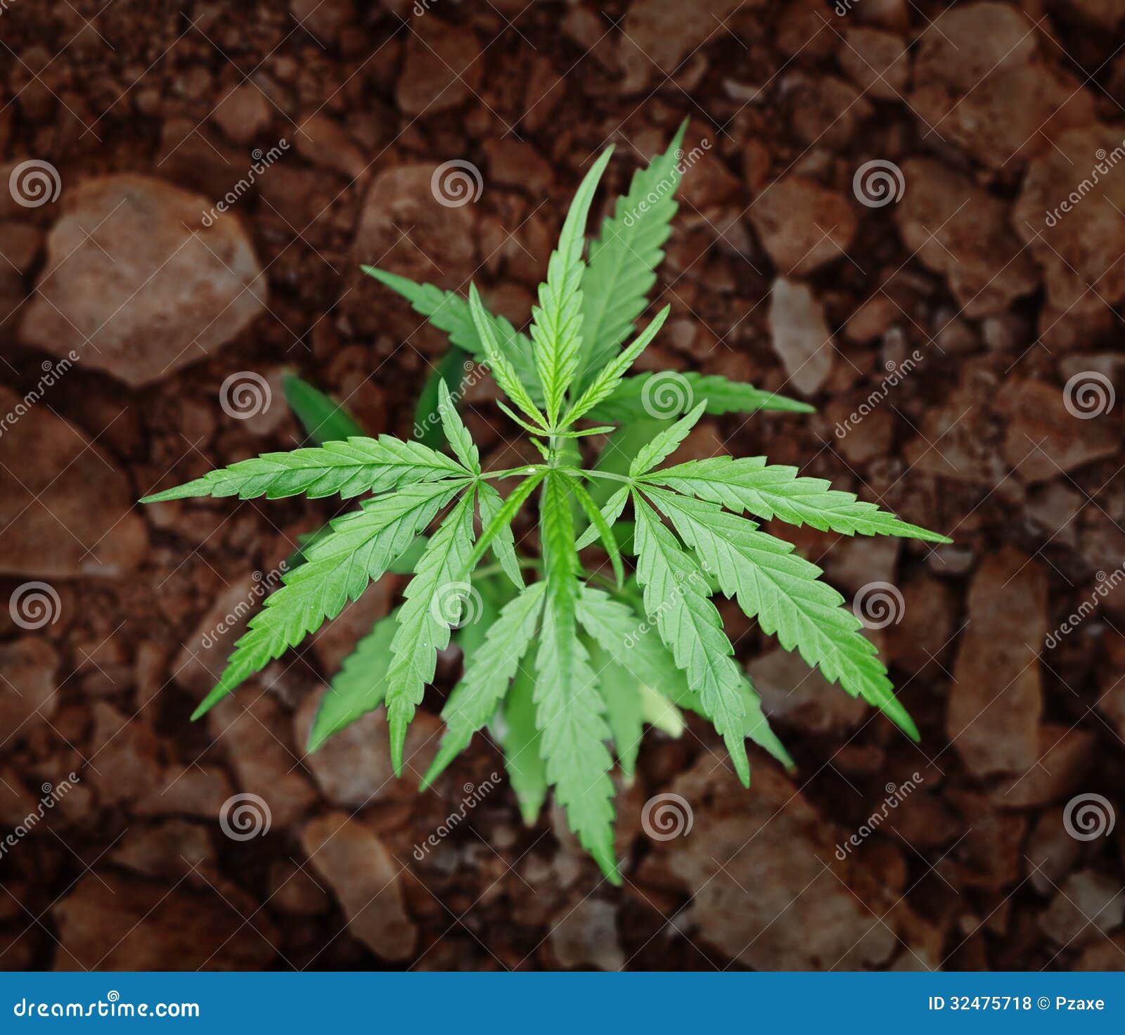 Small Bush of Hemp - Cannabis Stock Photo - Image of concept, brown ...