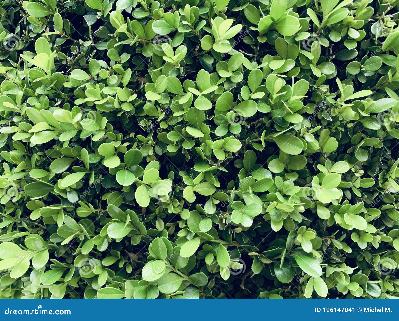 Small Bush Leaves Natural Pattern Background Stock Image - Image of ...