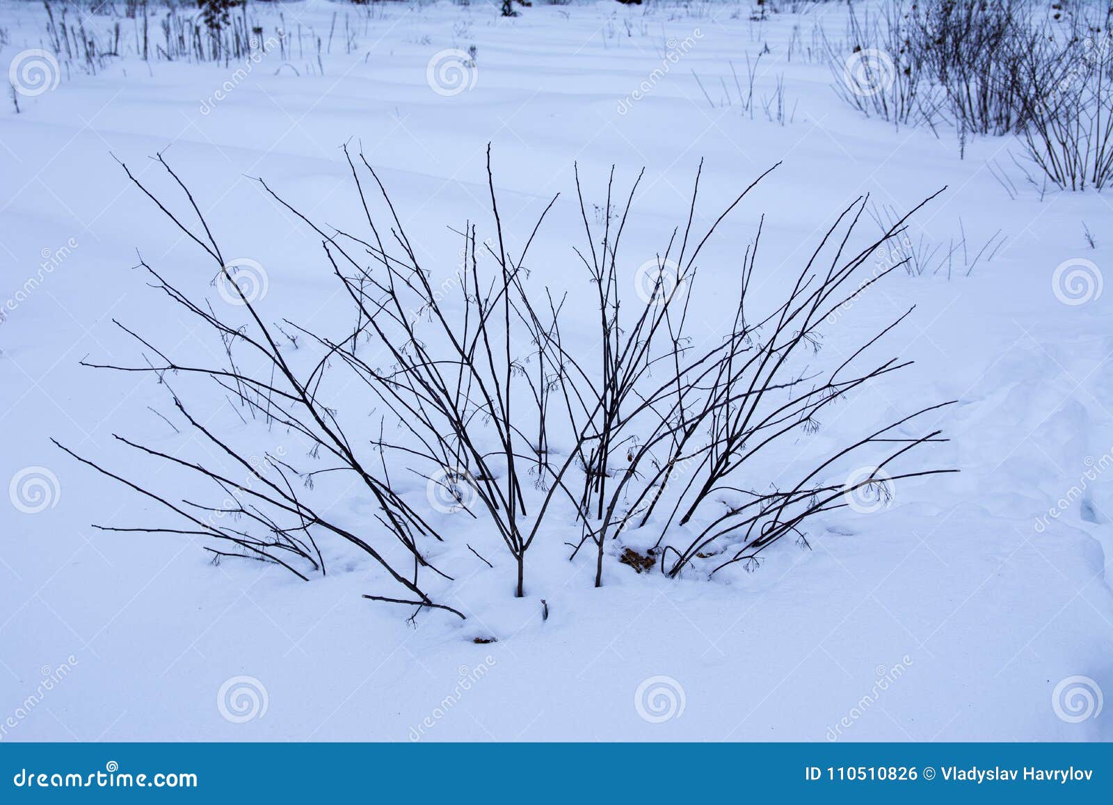 Small Bush without Leaves in Snow Stock Photo - Image of bush, natural ...