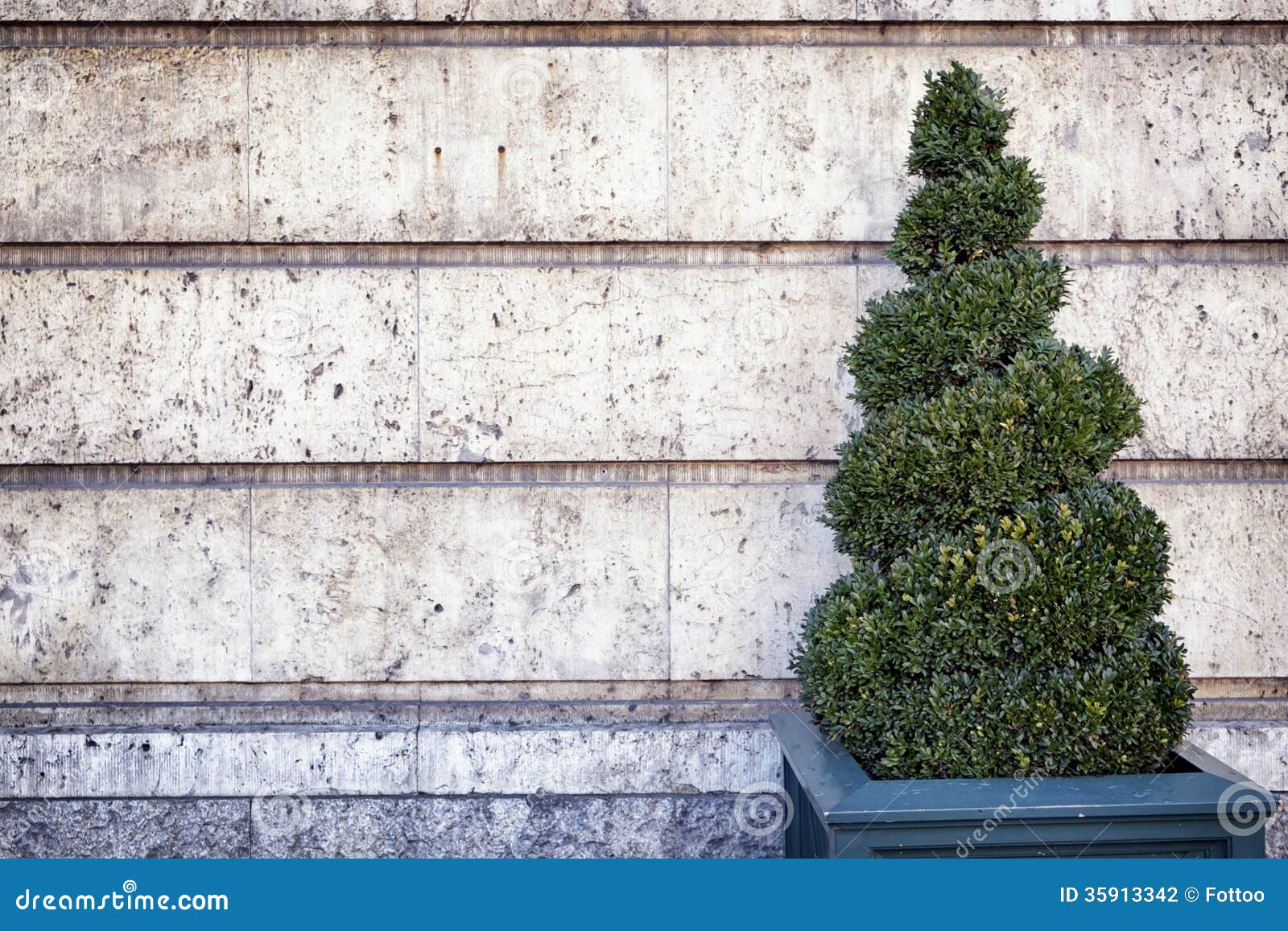Small bush stock photo. Image of gray, closeup, outdoors - 35913342