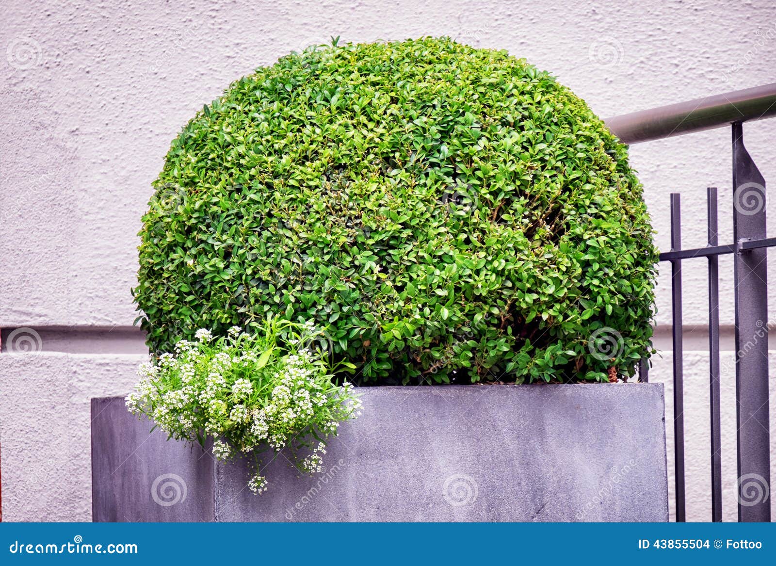 Small bush stock photo. Image of flower, rustic, potted - 43855504