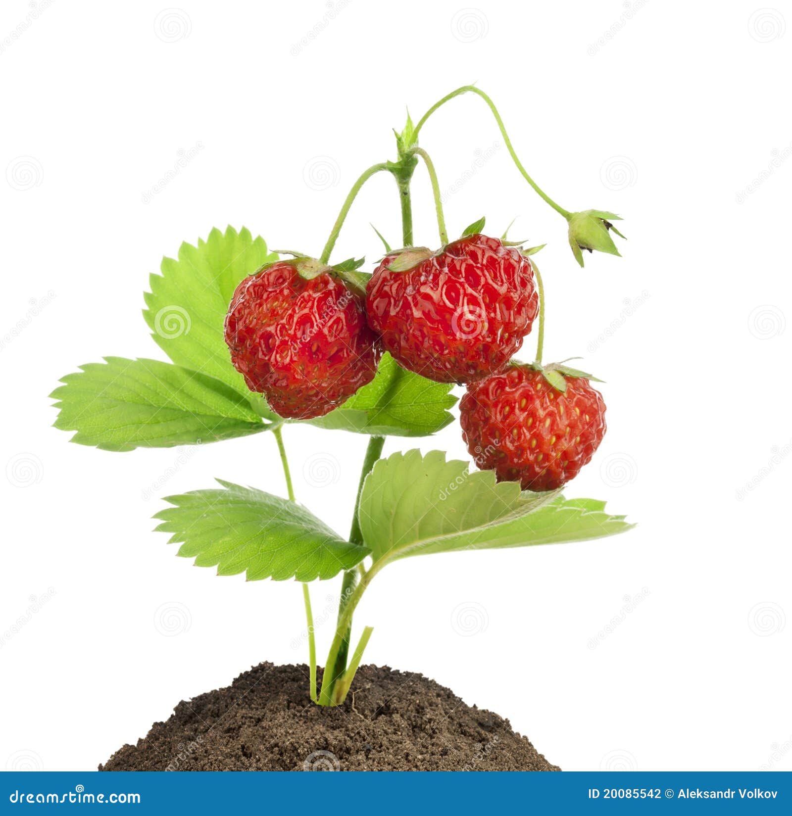 Small Bush of Strawberries Isolated Stock Photo - Image of berries ...