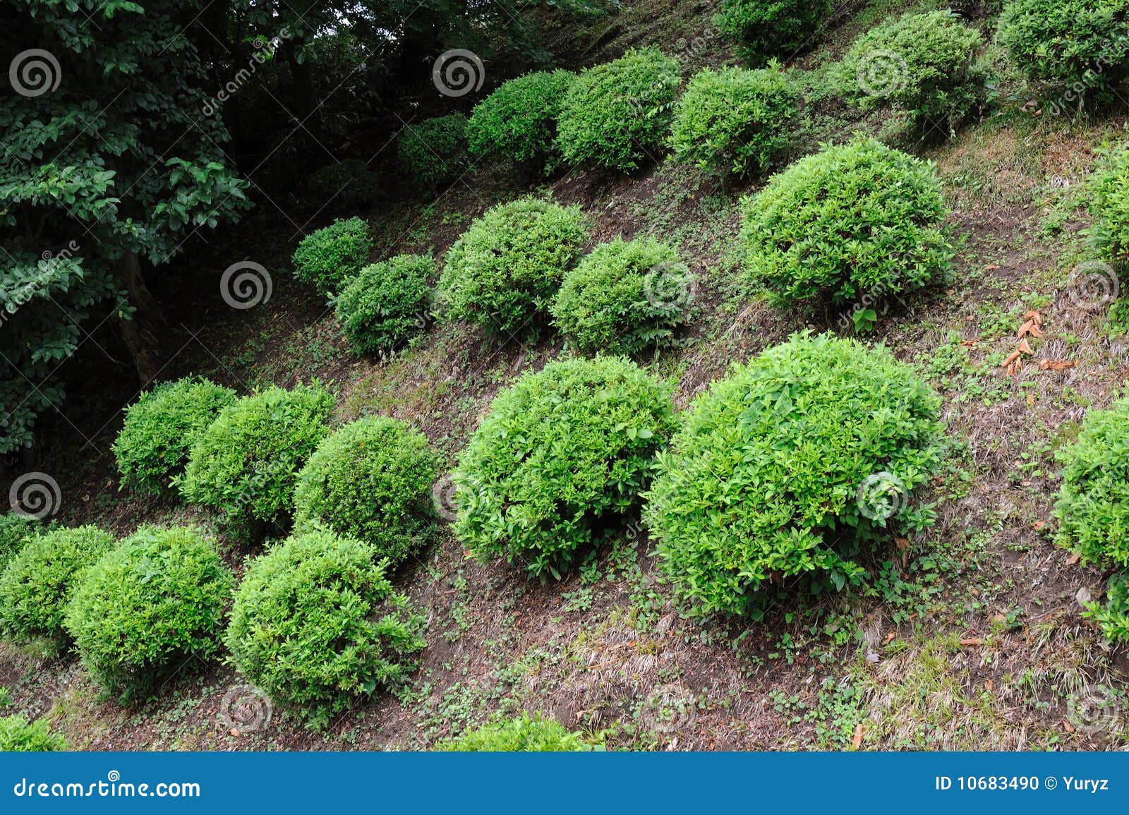 Small Bushes Stock Photo - Image: 10683490