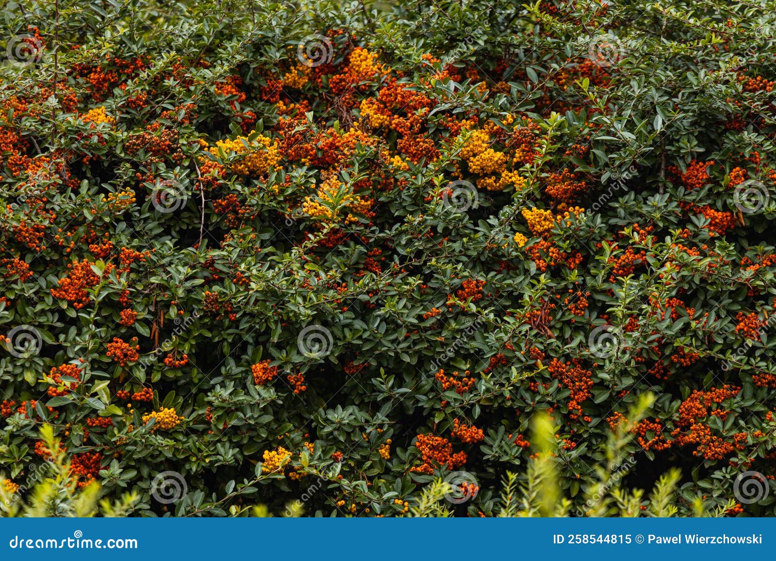 Small Bushes Full of Red and Orange Mountain Ash Stock Image - Image of ...