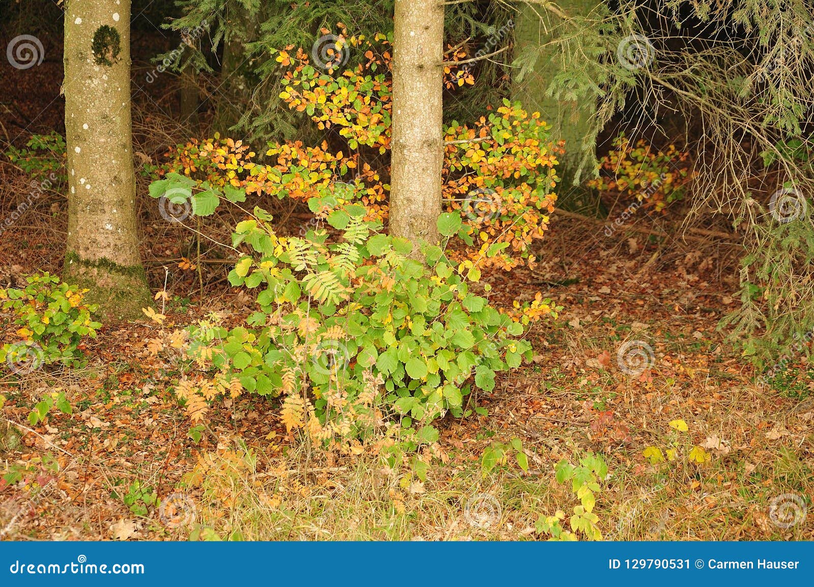 Small Shrubs at Forest Edge Stock Image - Image of nature, shrub: 129790531