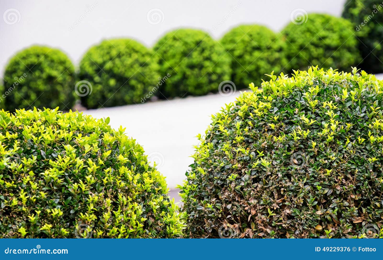 Small bushes stock photo. Image of evergreen, round, cultivated - 49229376
