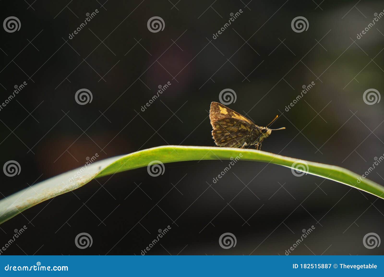 Small Butterflies Perch on the Leaves Stock Image - Image of butterfly ...