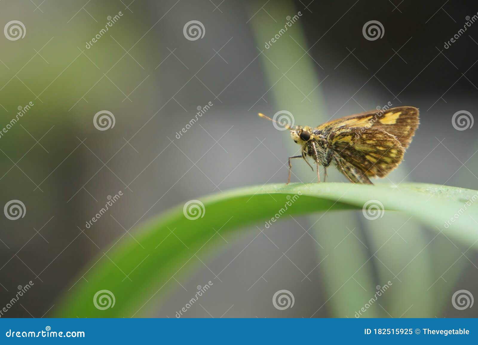 Small Butterflies Perch on the Leaves Stock Image - Image of detail ...
