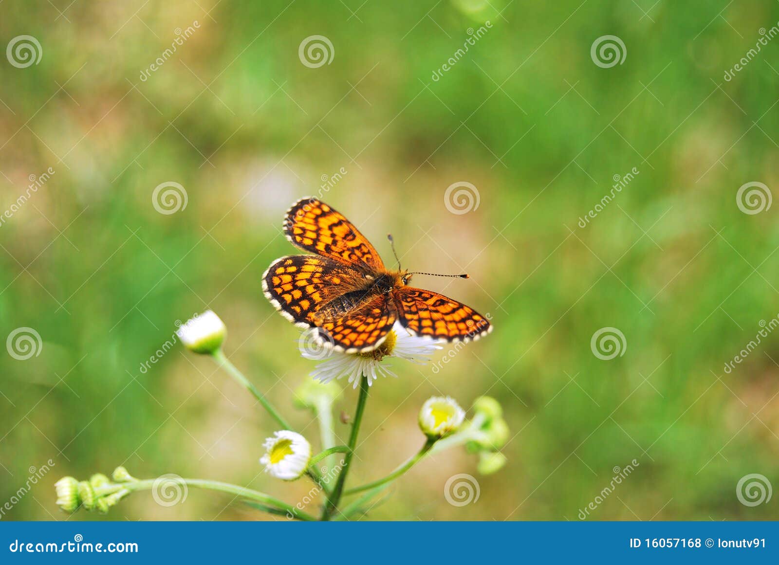 A small butterfly stock photo. Image of focus, beautifully - 16057168
