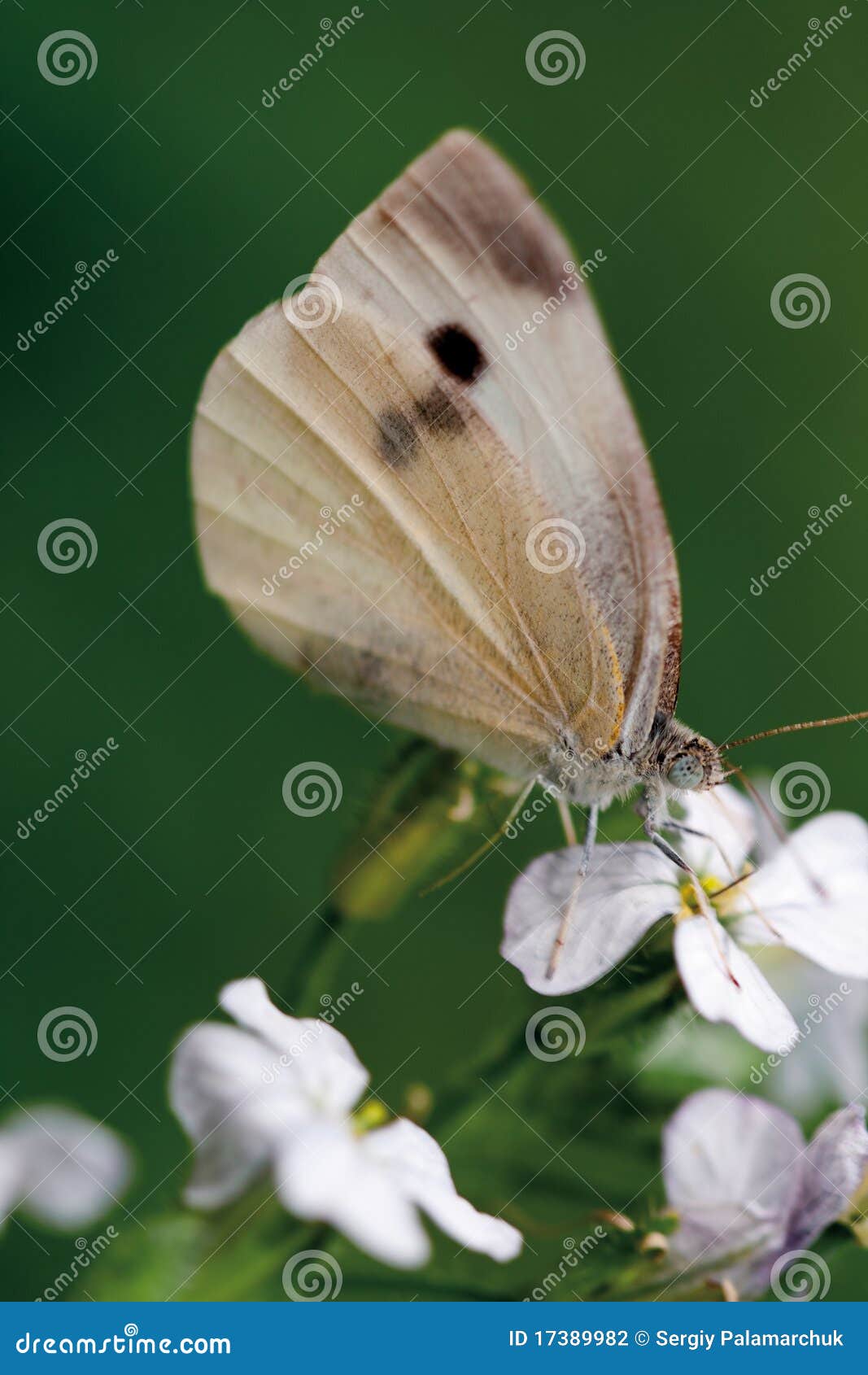 Small butterfly stock photo. Image of small, white, macro - 17389982