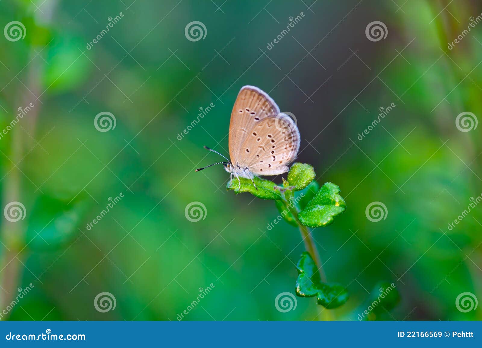 A small butterfly stock image. Image of closeup, beauty - 22166569