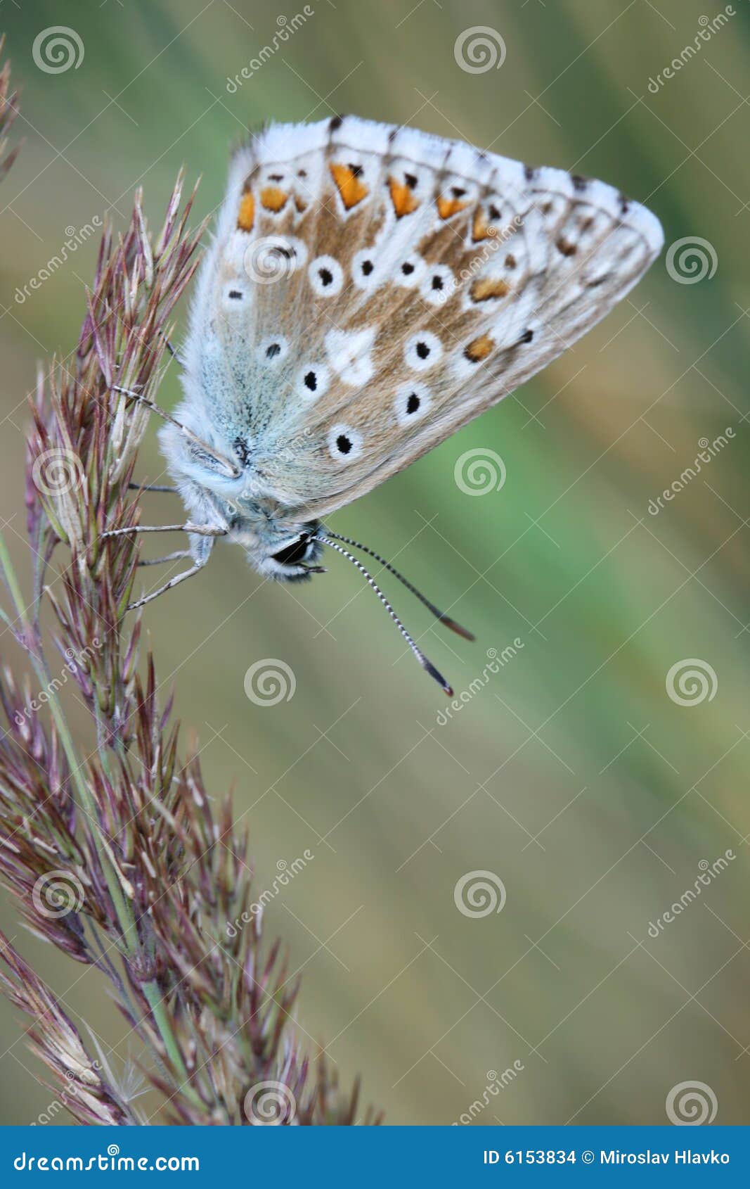 Small butterfly stock photo. Image of small, grass, flanker - 6153834