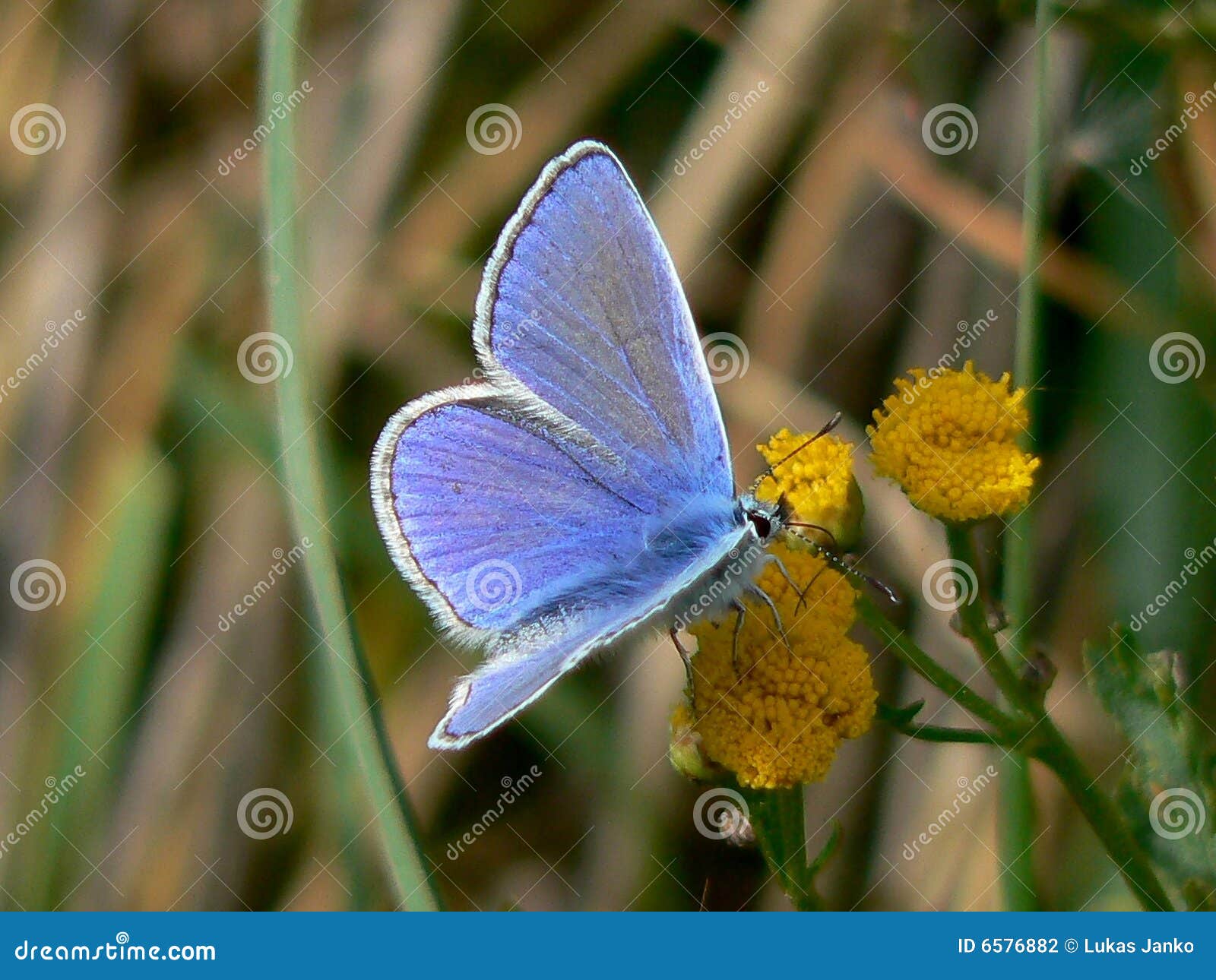 Small butterfly stock photo. Image of butterfly, yellow - 6576882
