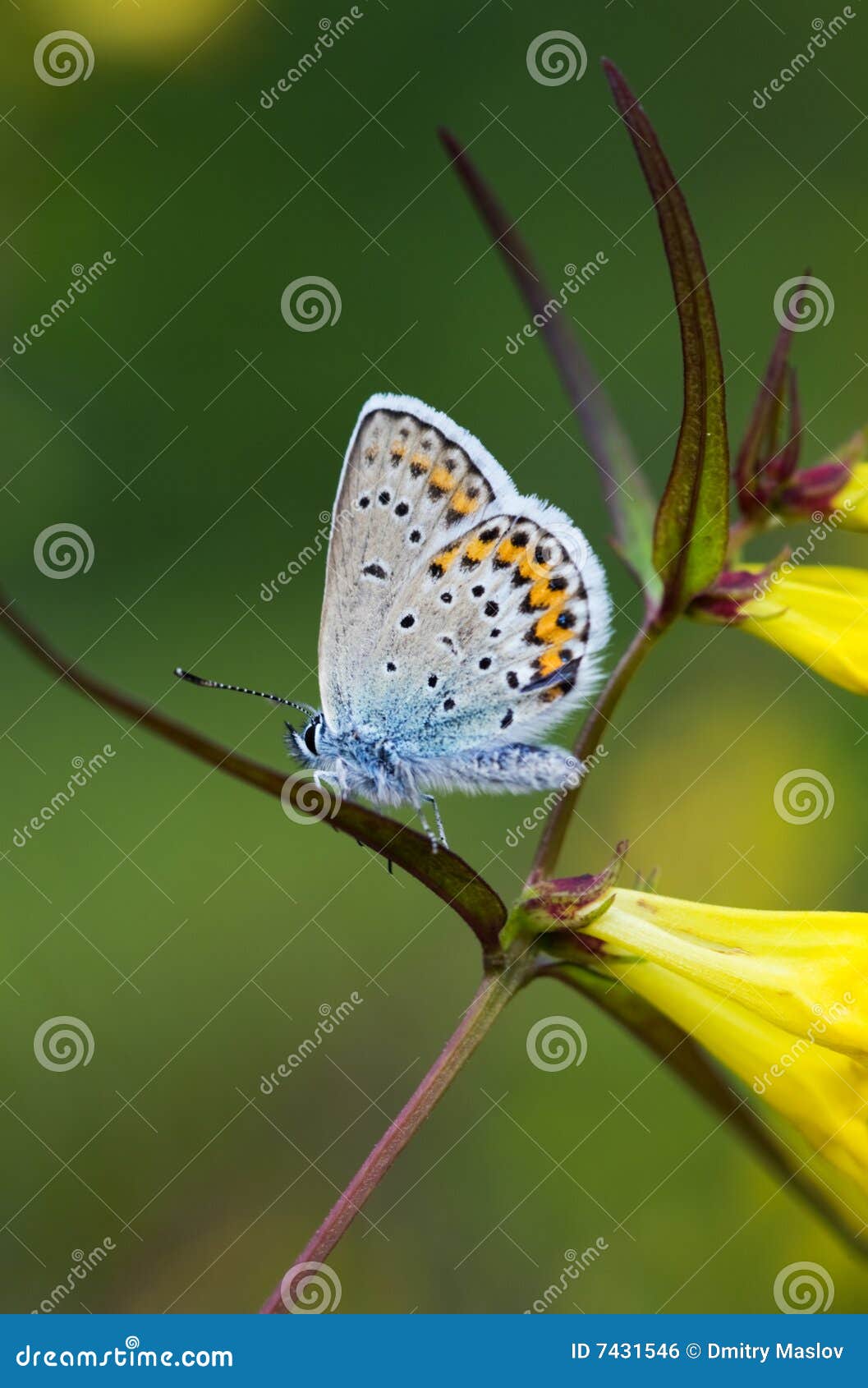 Small butterfly stock photo. Image of macro, animals, green - 7431546