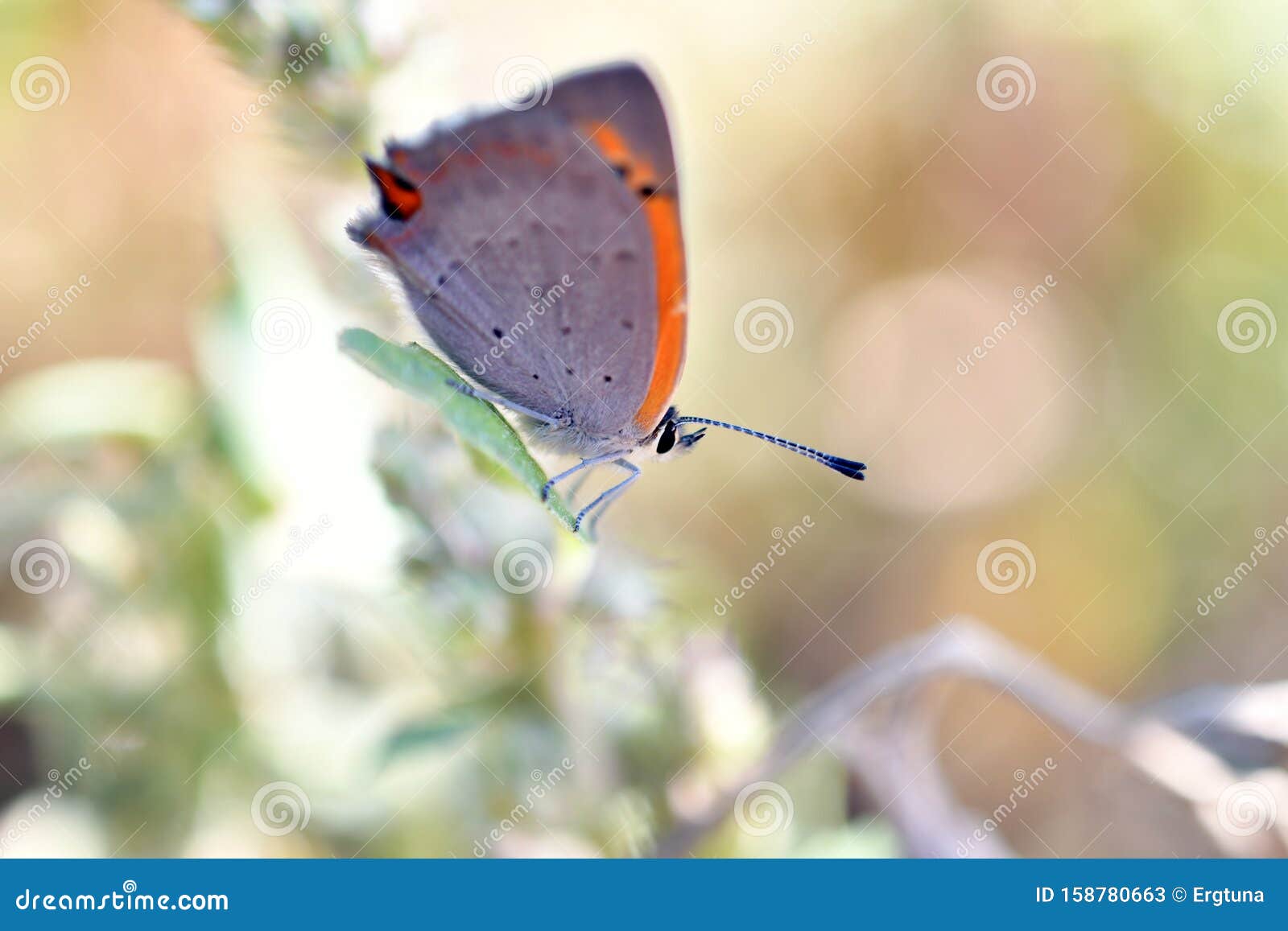 A Small Butterfly with Beautiful Colors Stock Image - Image of balance ...