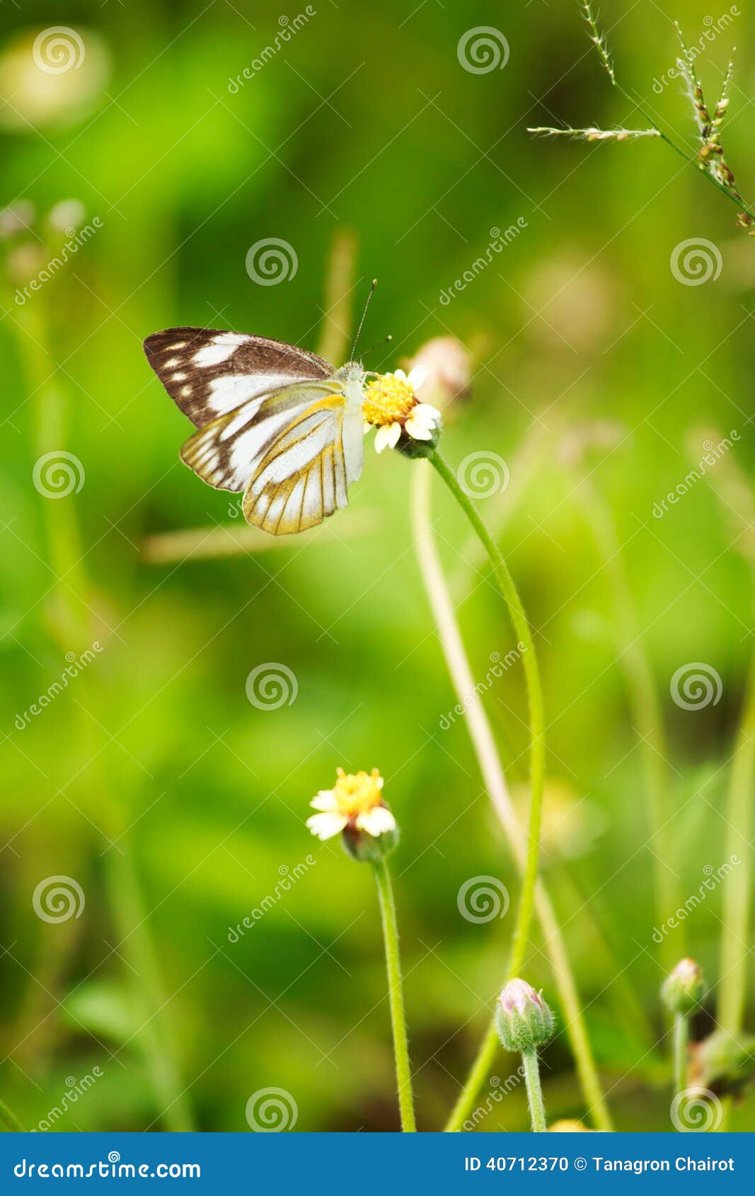 Small butterfly stock photo. Image of beautiful, insect - 40712370