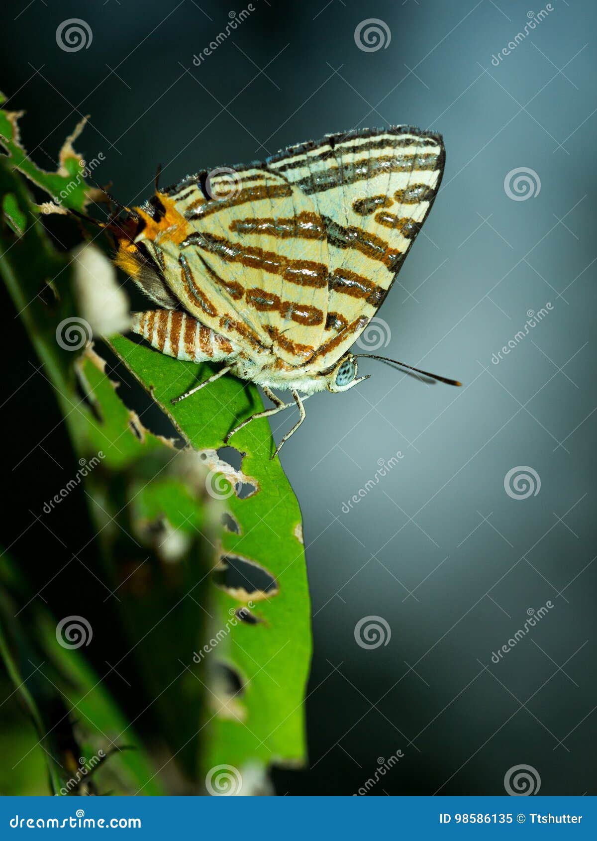 Small butterfly. stock image. Image of alone, butterfly - 98586135