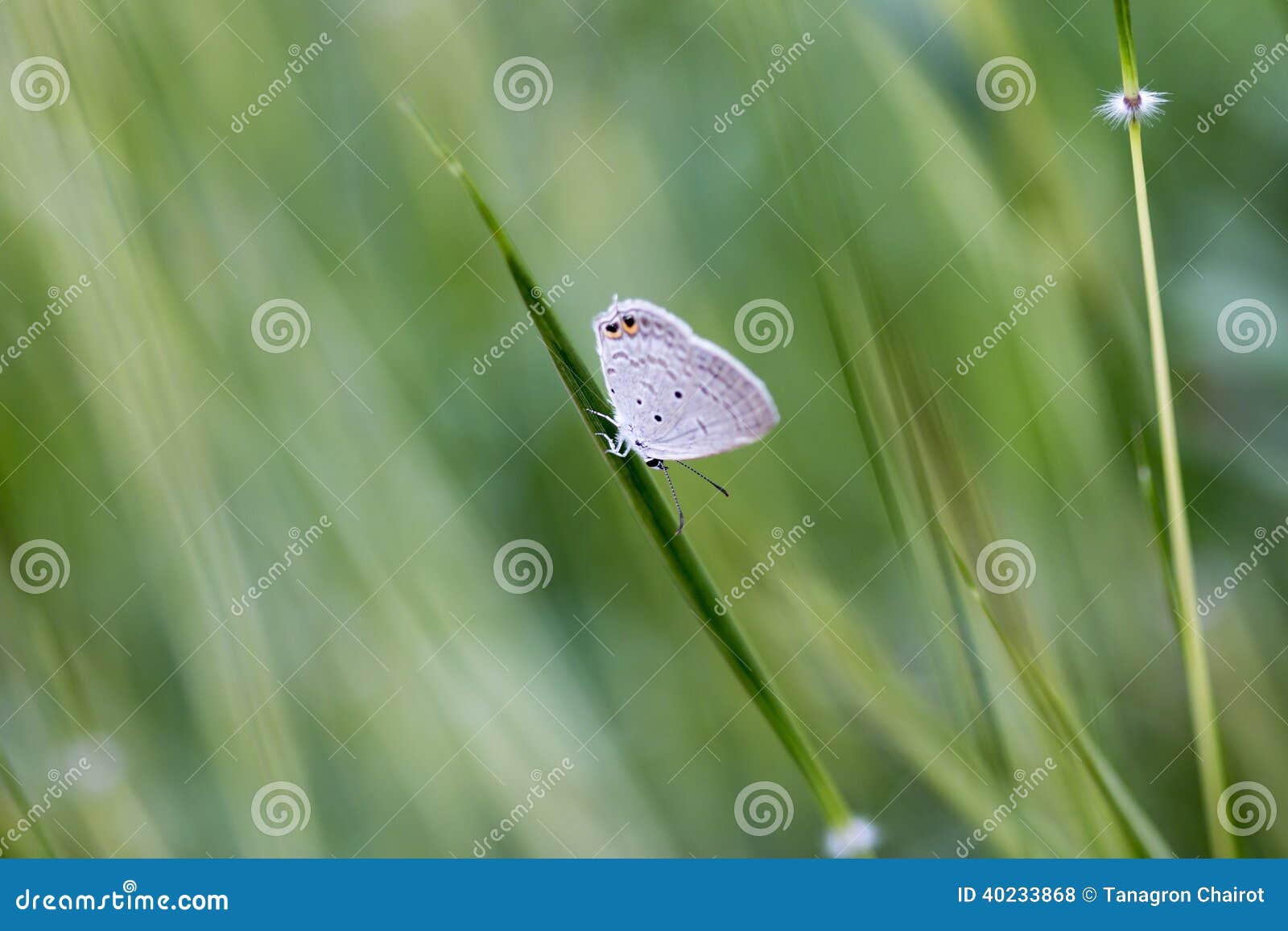 Small butterfly stock photo. Image of butterfly, flower - 40233868