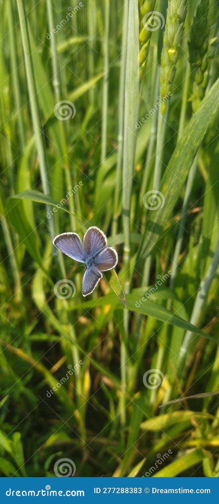Nature always surprises stock image. Image of lightness - 277288383