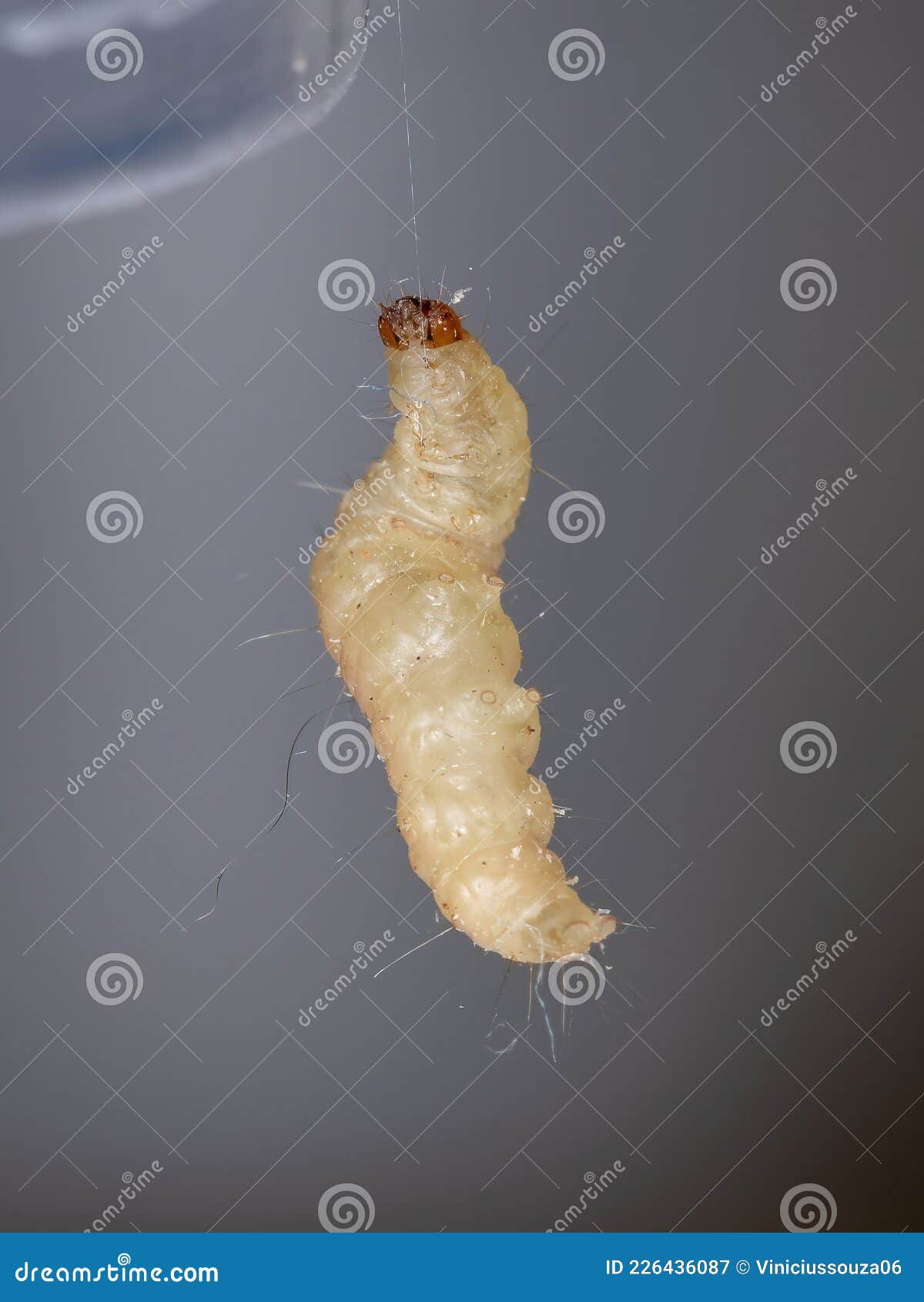 Small Butterfly larva stock image. Image of caterpillars - 226436087