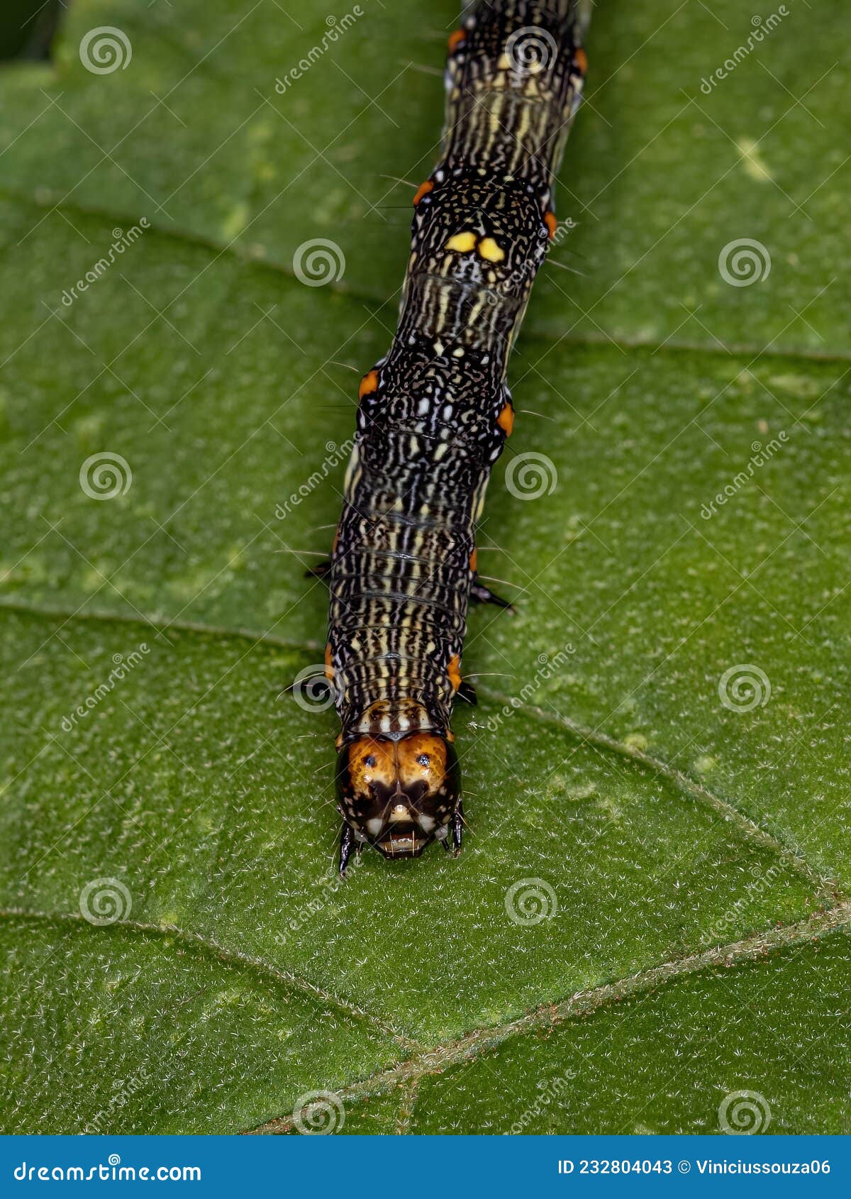 Small Butterfly larva stock image. Image of wildlife - 232804043
