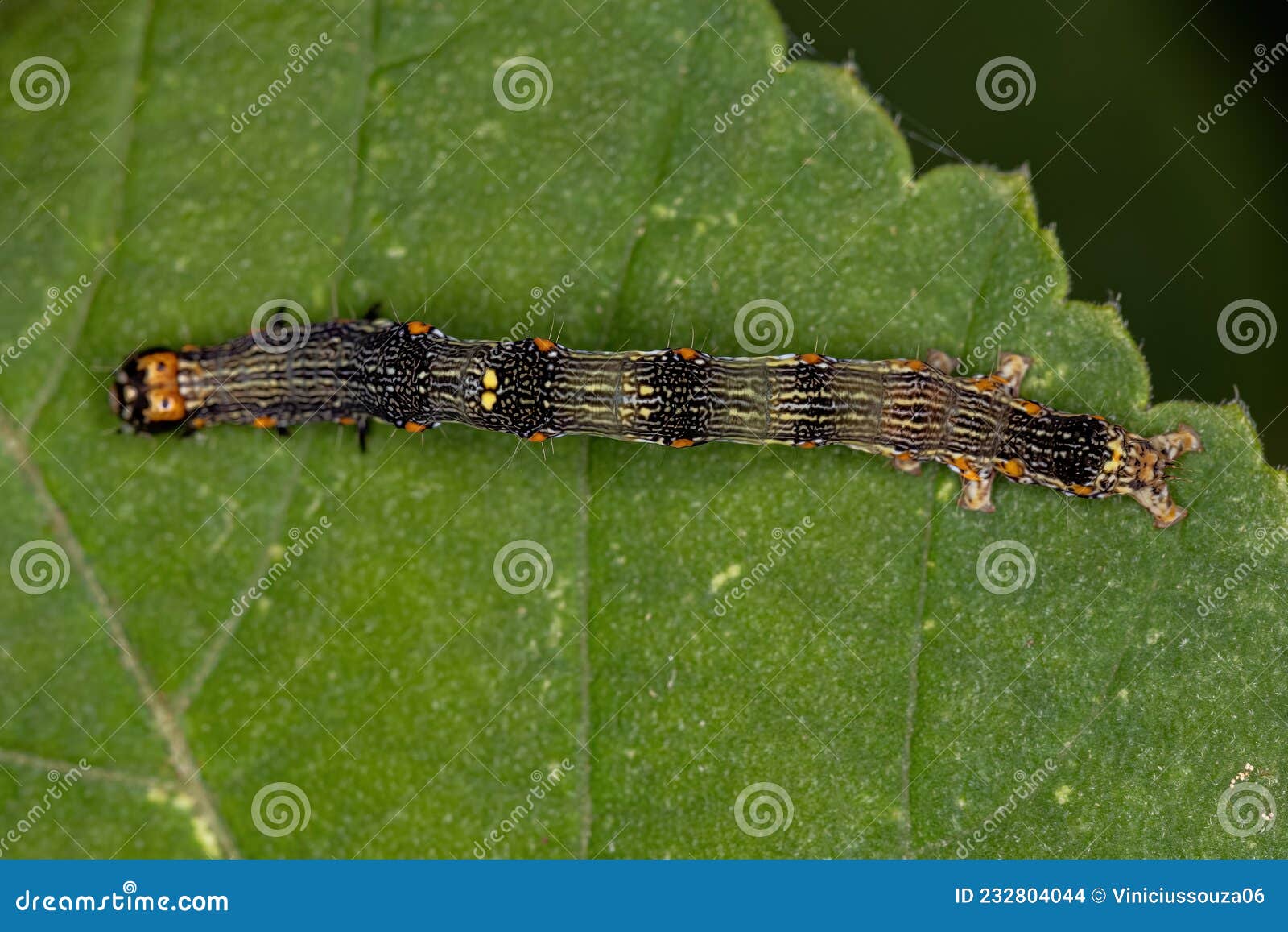 Small Butterfly larva stock photo. Image of moths, insects - 232804044