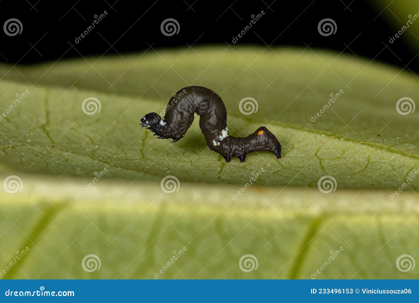 Small Butterfly larva stock image. Image of noctuoidea - 233496153