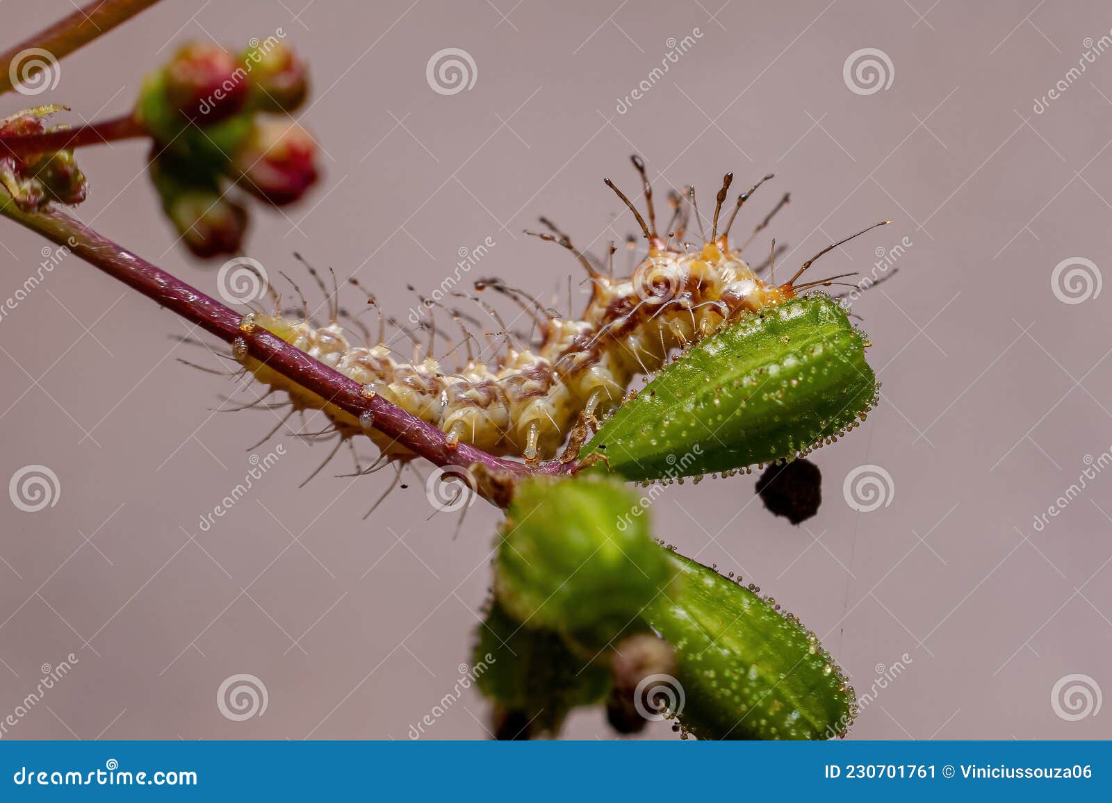Small Butterfly larva stock image. Image of larvae, caterpillar - 230701761