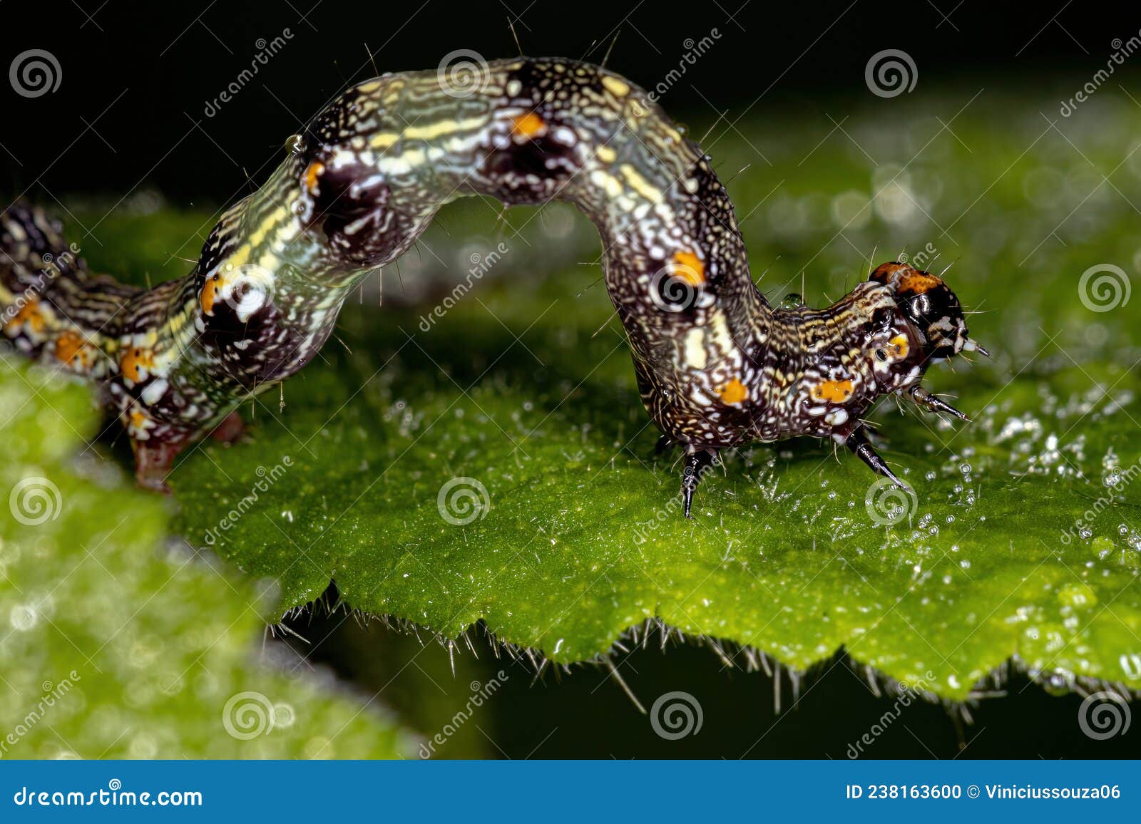 Small Butterfly larva stock photo. Image of animal, nature - 238163600