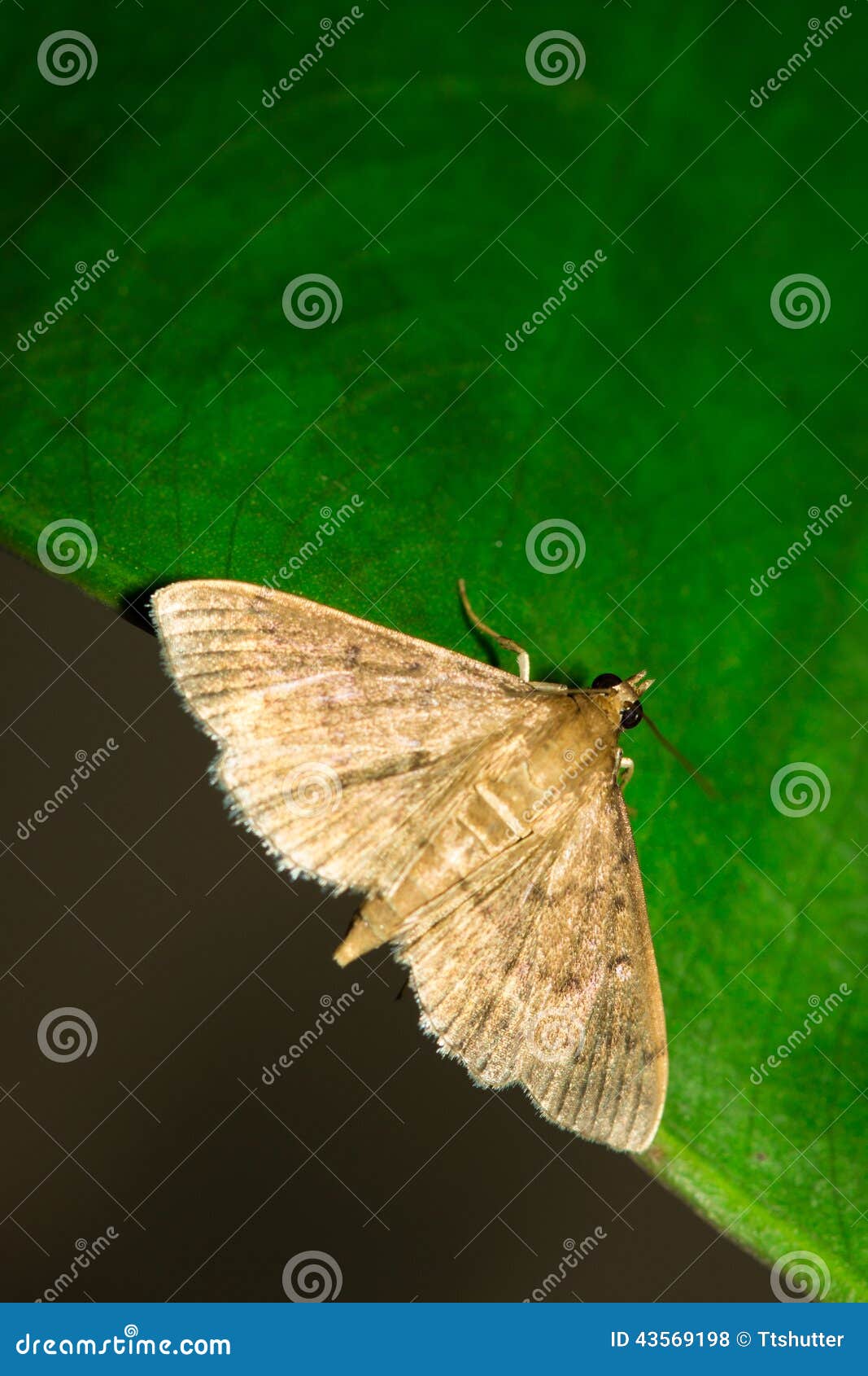 Small butterfly. stock photo. Image of animal, eyeball - 43569198