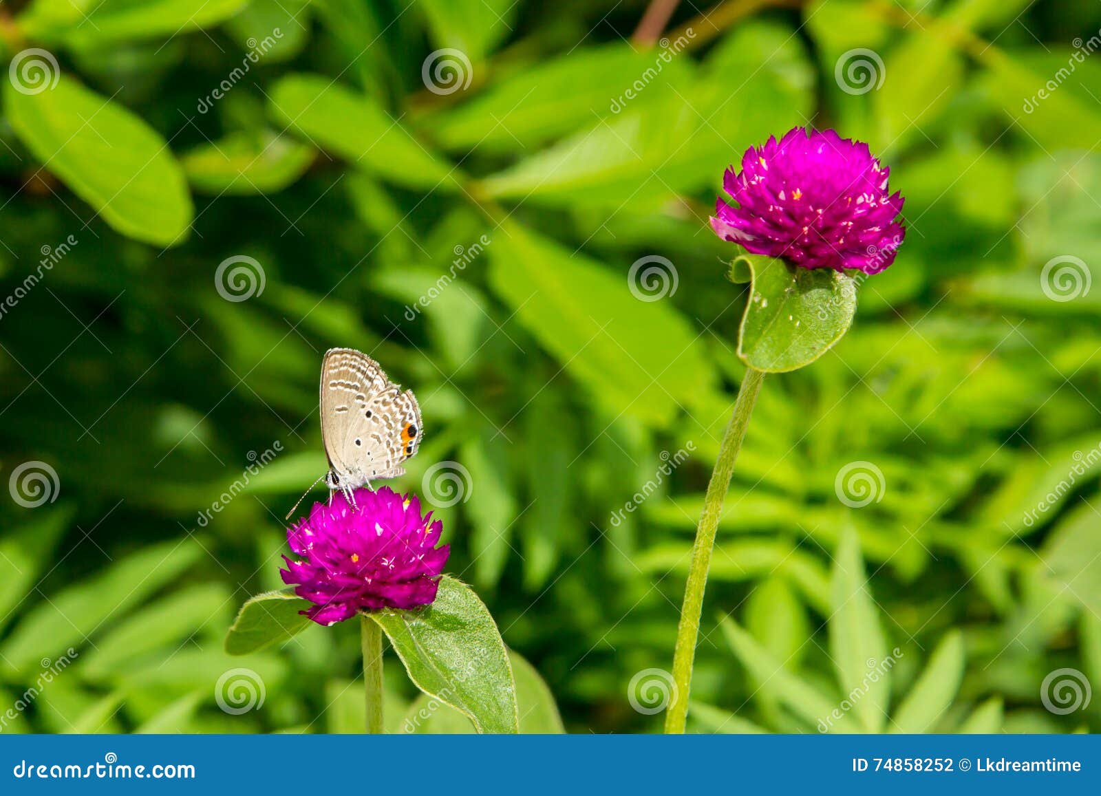 Small Butterfly on the Purple Gomphrena Flower. Stock Photo - Image of ...