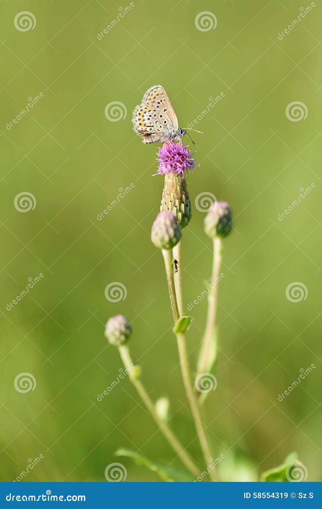 Small Butterfly Resting on the Flower Stock Image - Image of macro ...