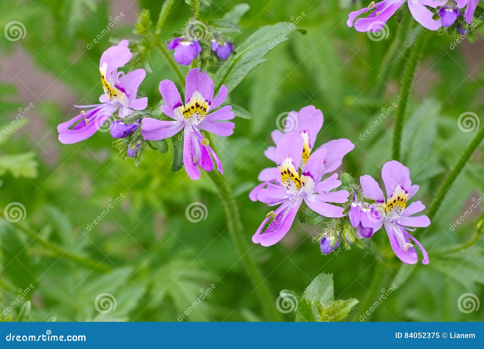 Small Butterfly, Schizanthus Pinnatus Stock Image - Image of pink, blue ...