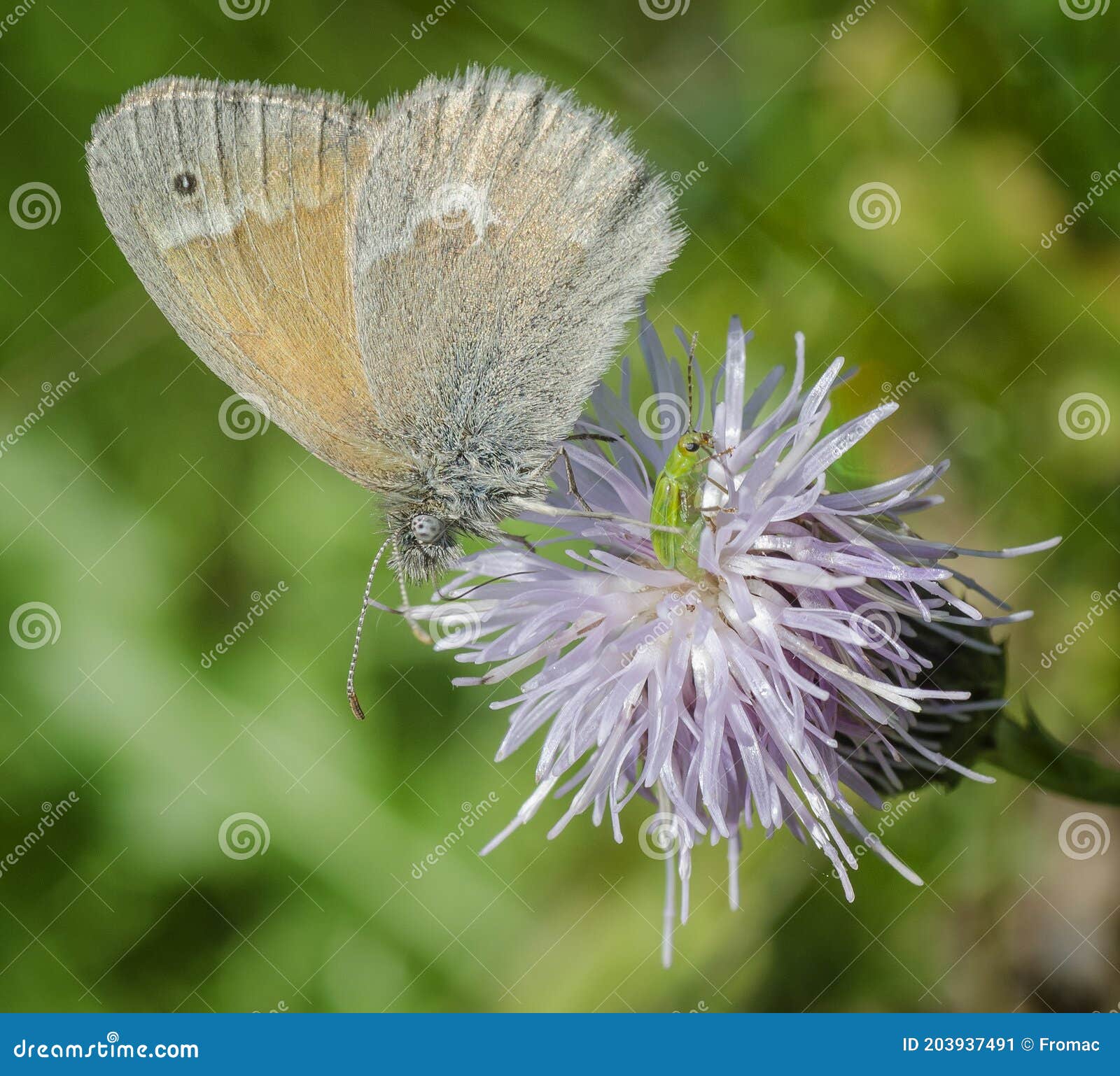Small Butterfly on Spiky Flower Stock Image - Image of sunlight, canada ...