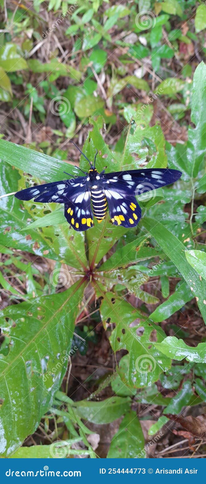 A Small Butterfly with a Variety of Very Beautiful Colors Stock Image ...