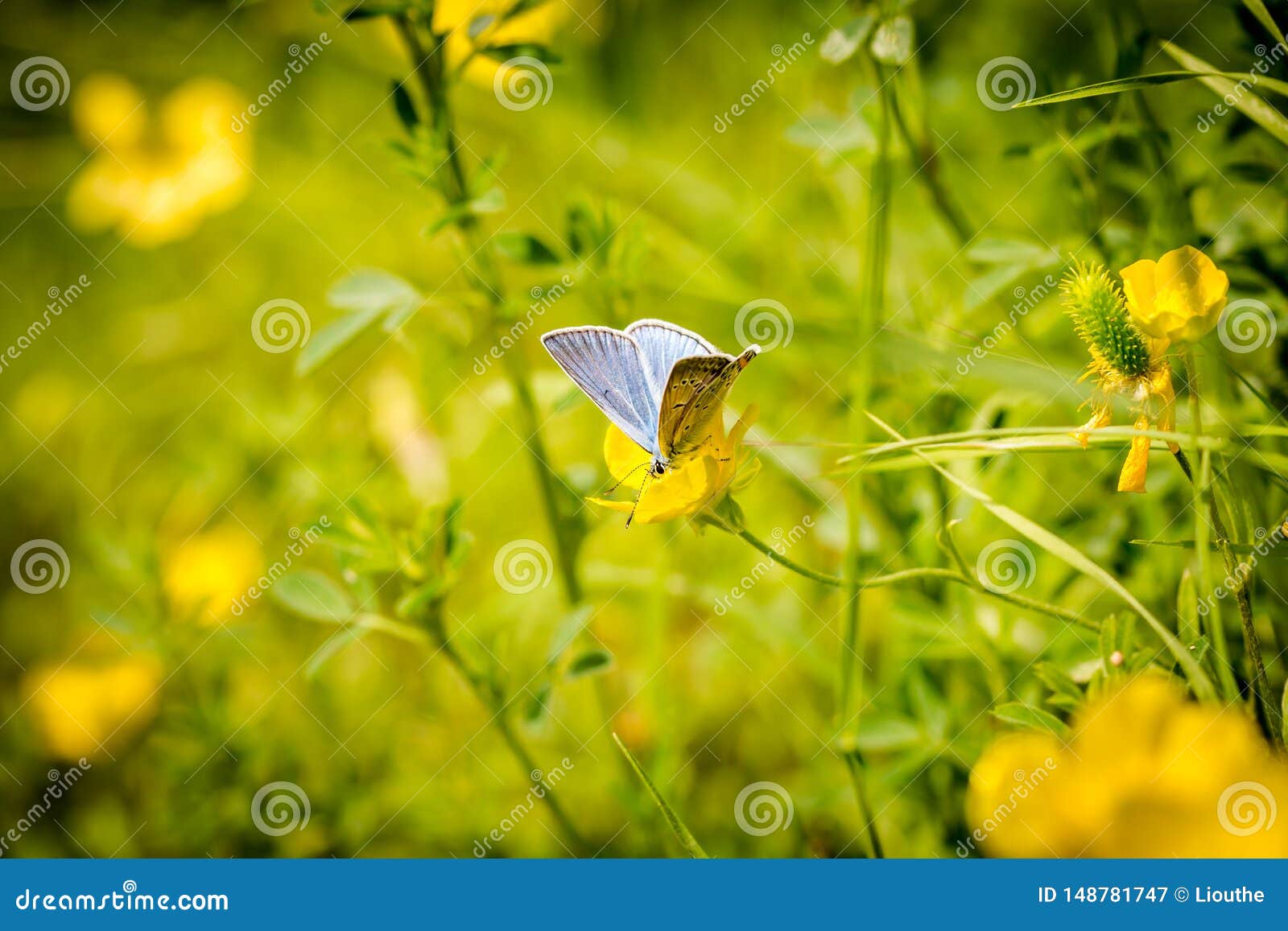 Small Butterfly on a Yellow Flower Stock Image - Image of grass ...