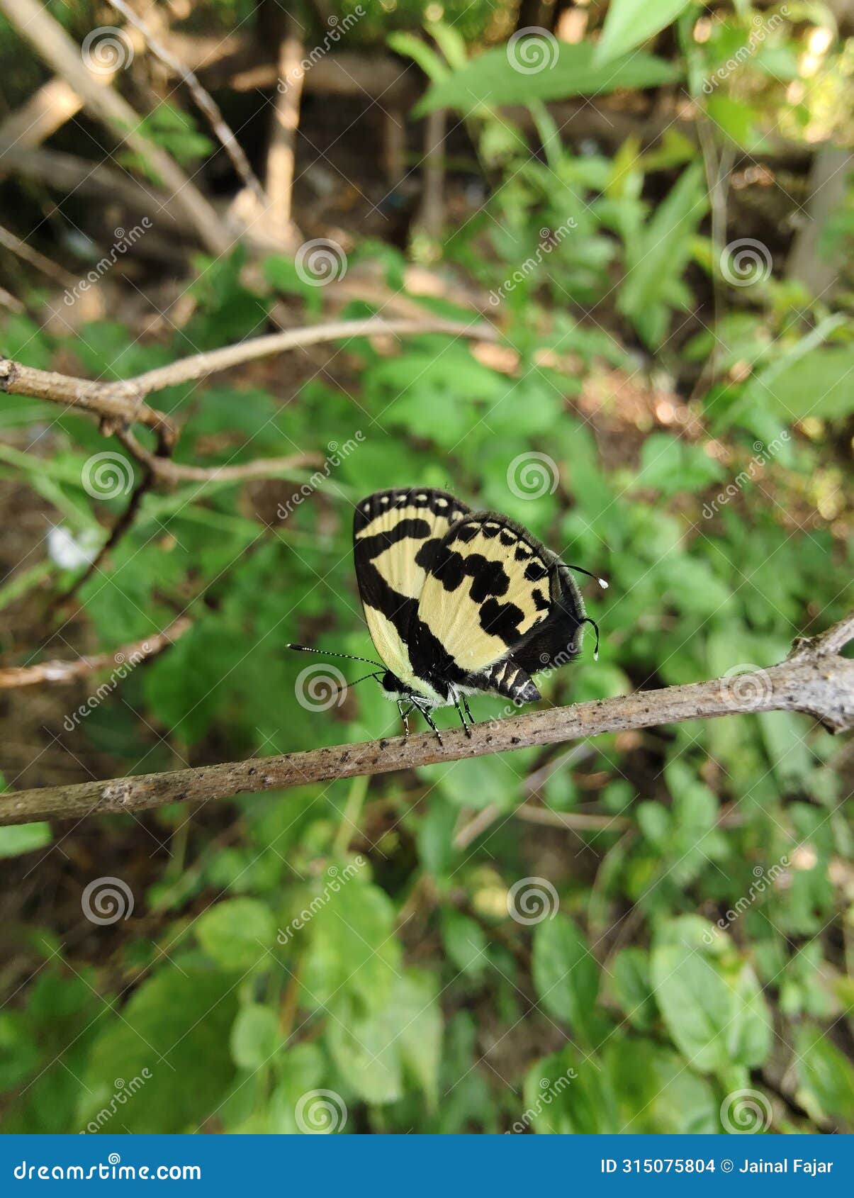 Small Butterfly with Yellow Patterns on Its Wings Stock Photo - Image ...