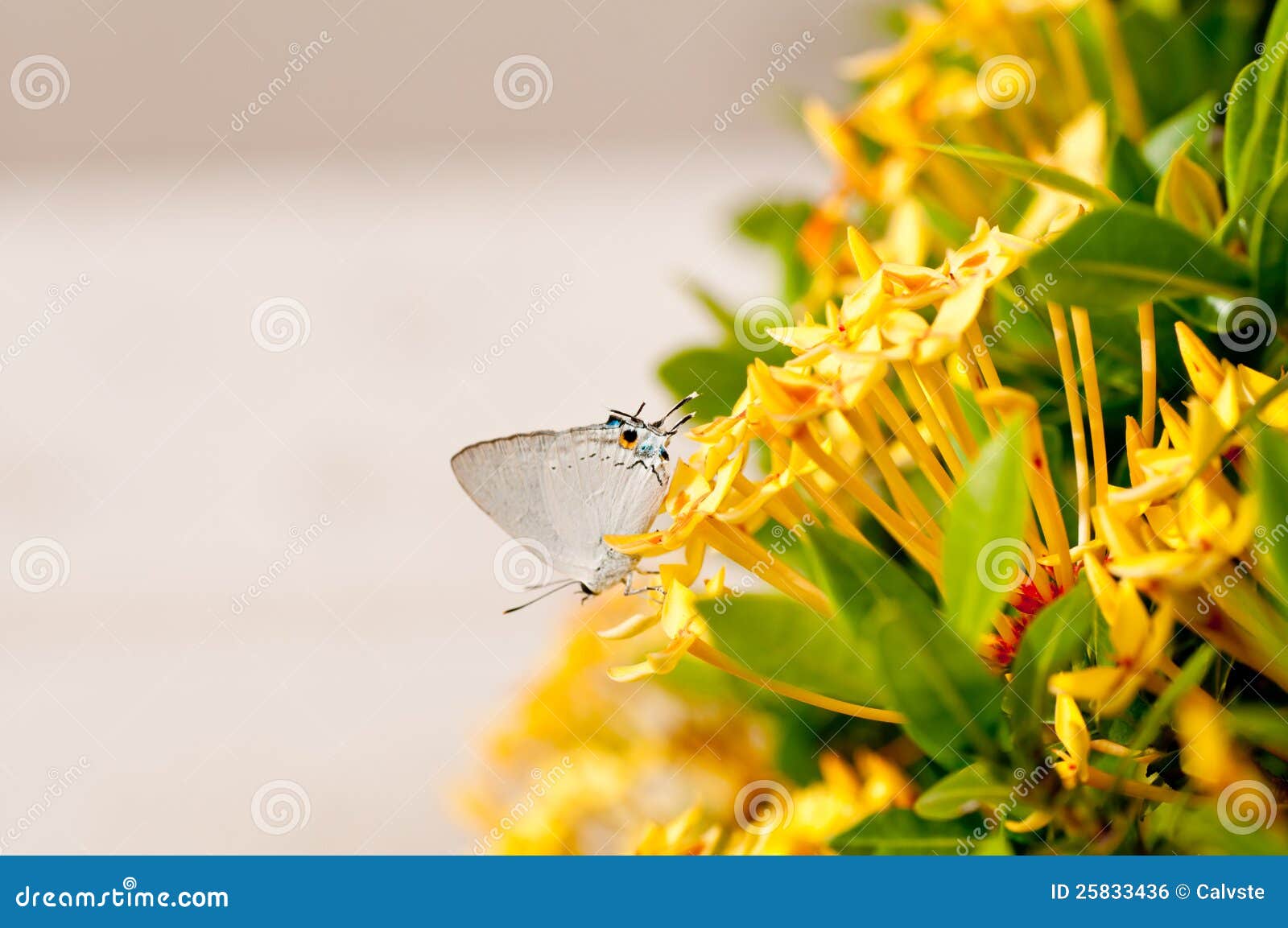 Small Butterly on Yellow Flowers Stock Photo - Image of blue, animal ...