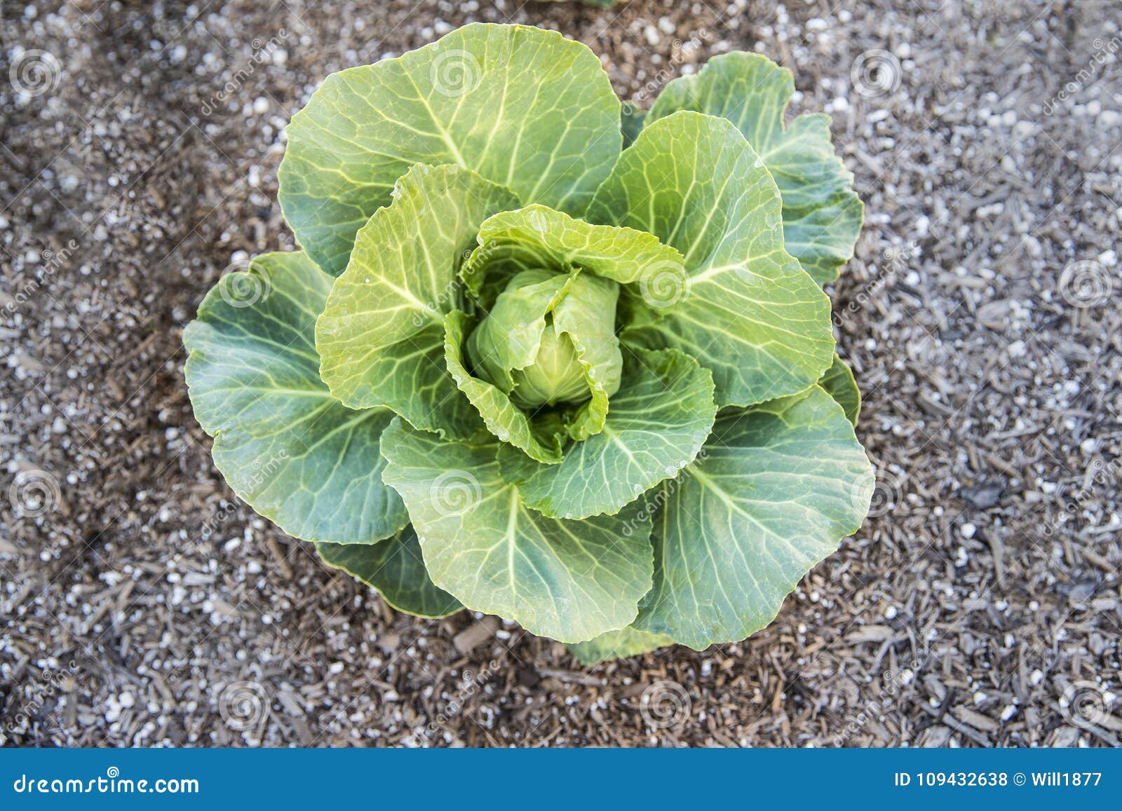 Cabbage Plant in the Ground Stock Photo - Image of paleo, diet: 109432638