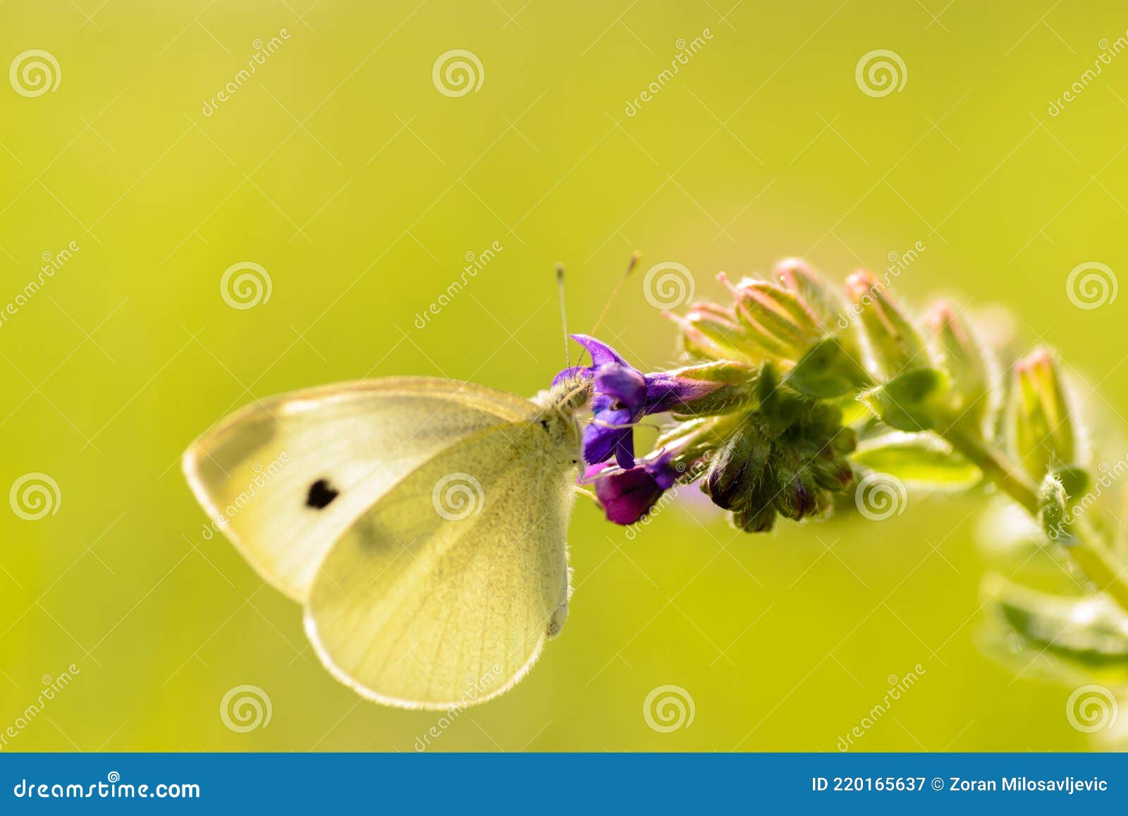 Small Cabbage White Butterfly Stock Image - Image of light, large ...