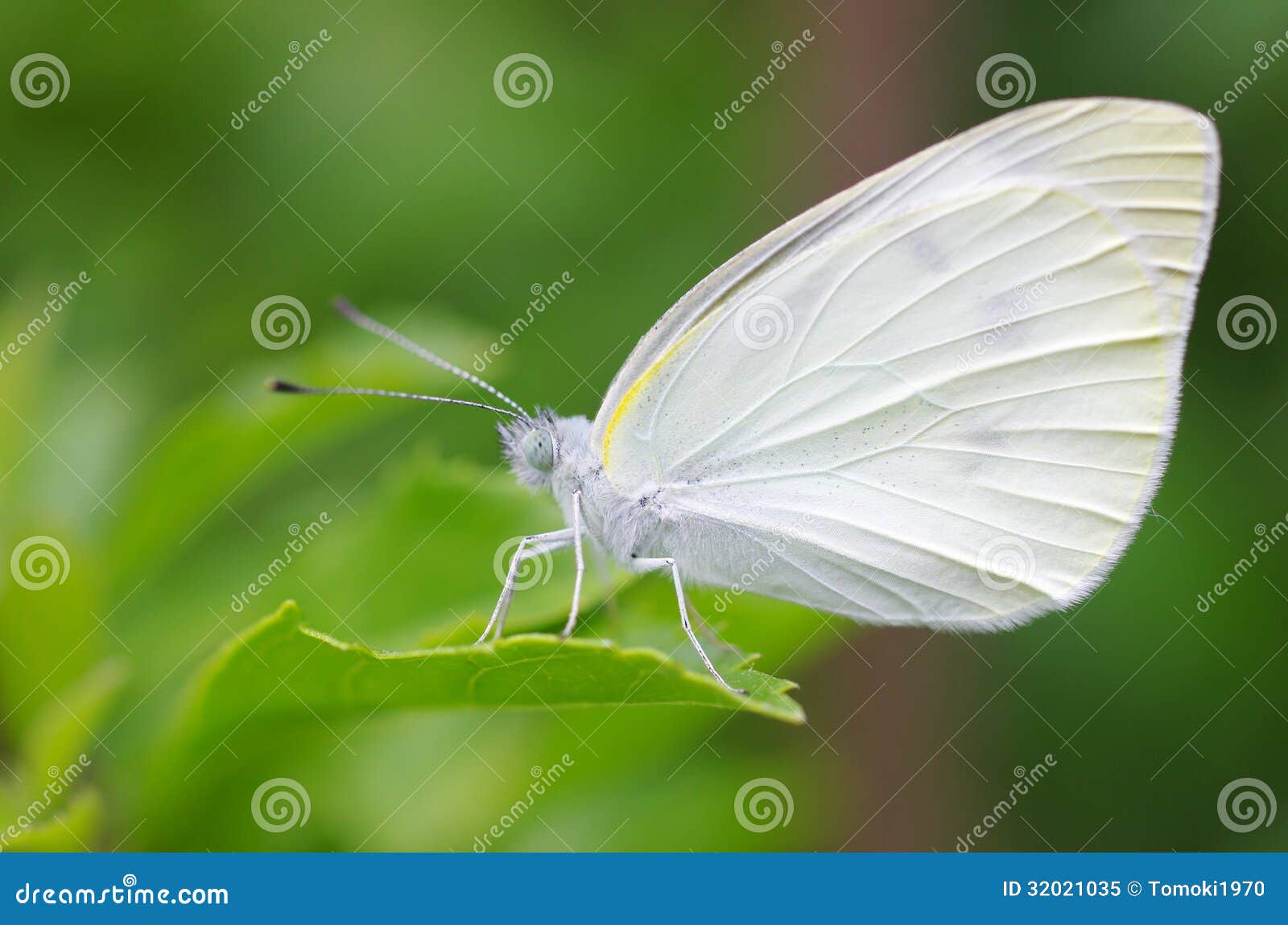 Small Cabbage White Mating Stock Photography | CartoonDealer.com #43274432