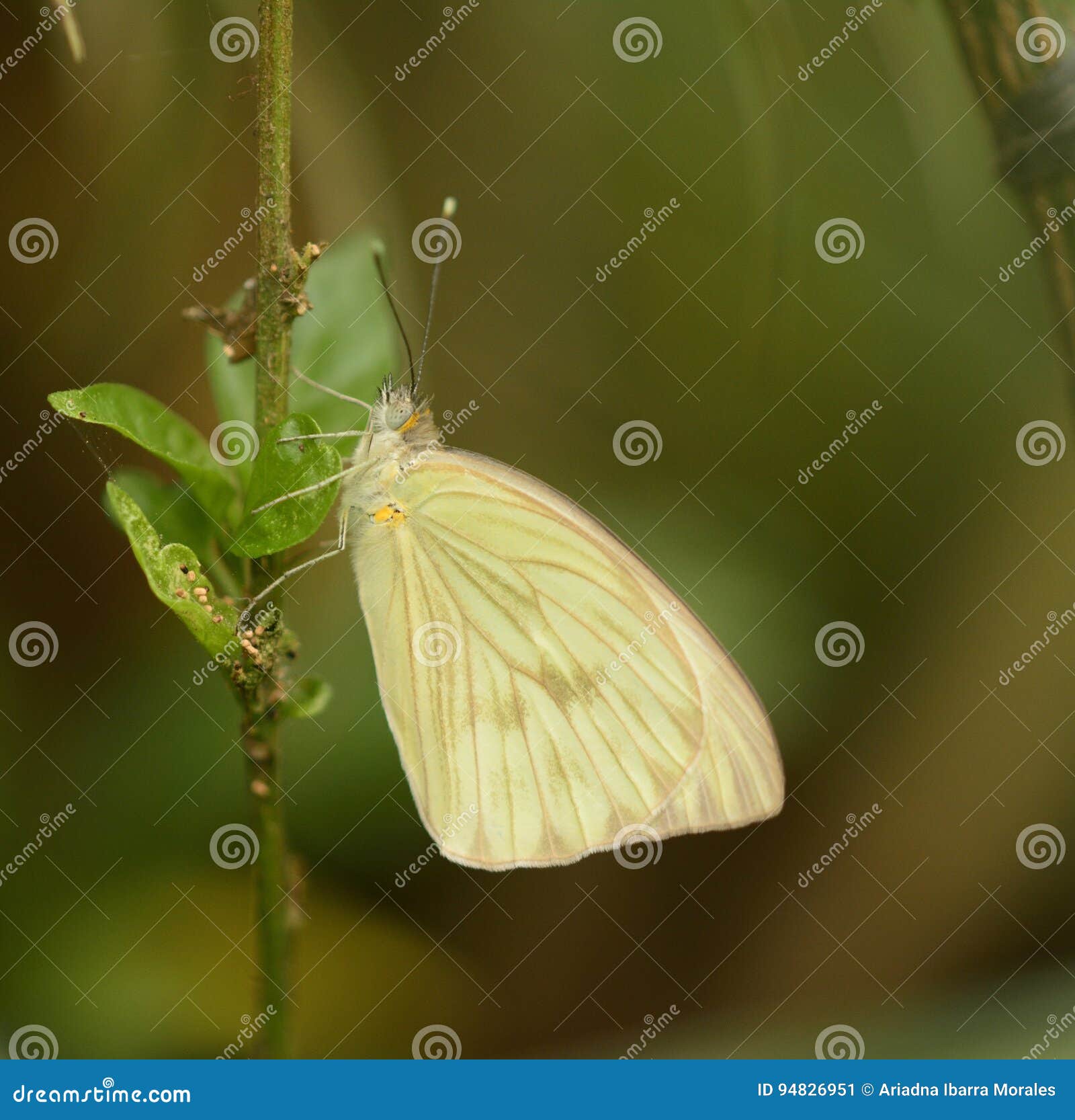 Pieris Rapae Butterfly Royalty-Free Stock Photo | CartoonDealer.com ...