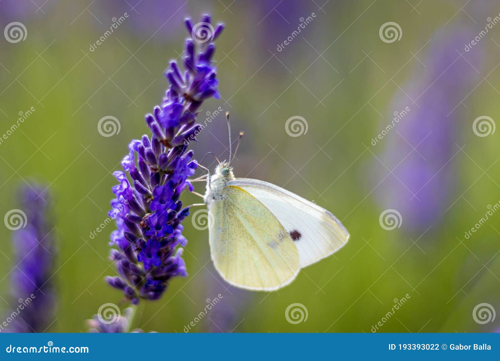 Small cabbage white stock photo. Image of butterfly - 193393022