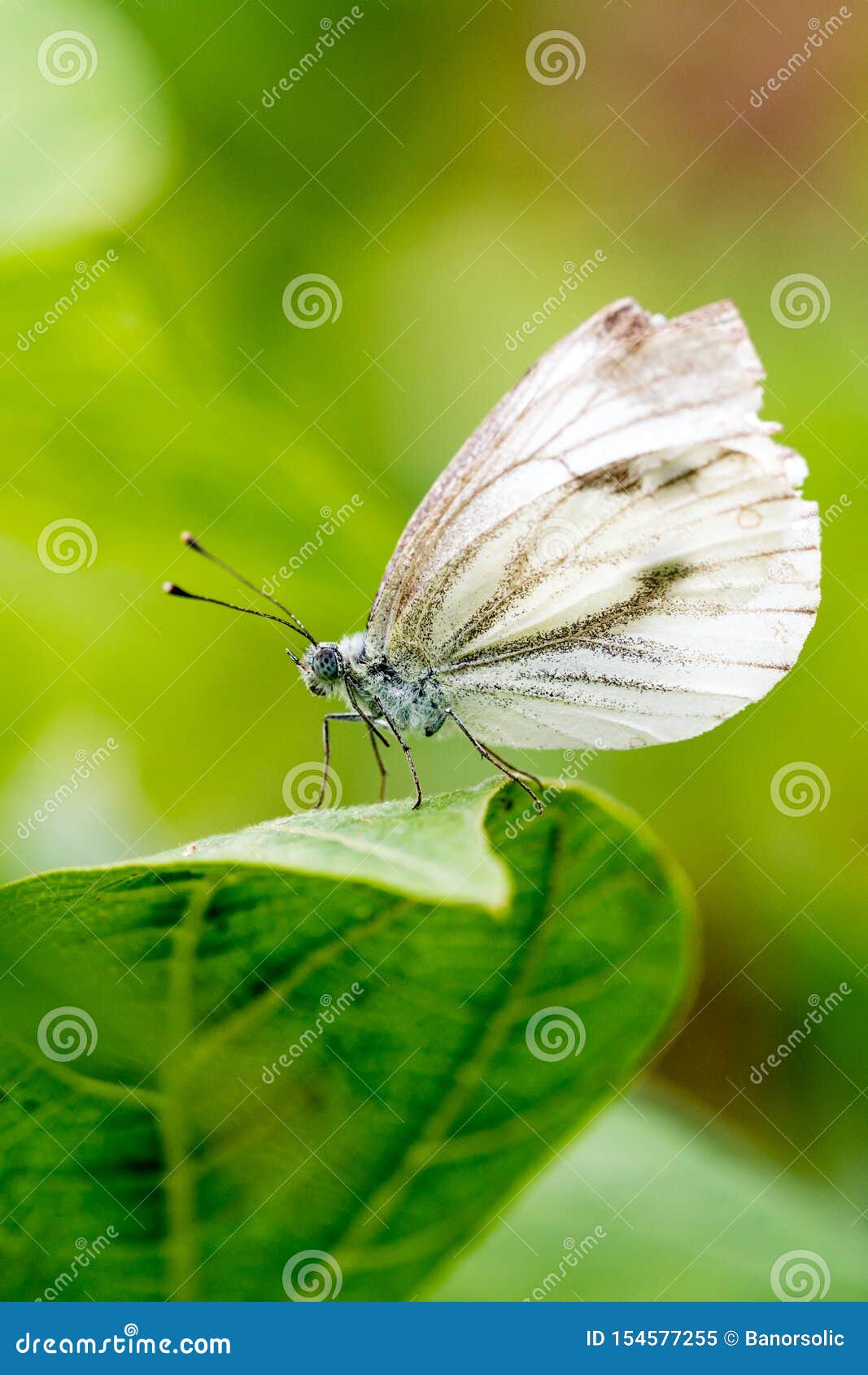 Small Cabbage White Butterfly or Pieris Rapae Standing on the Leaf ...
